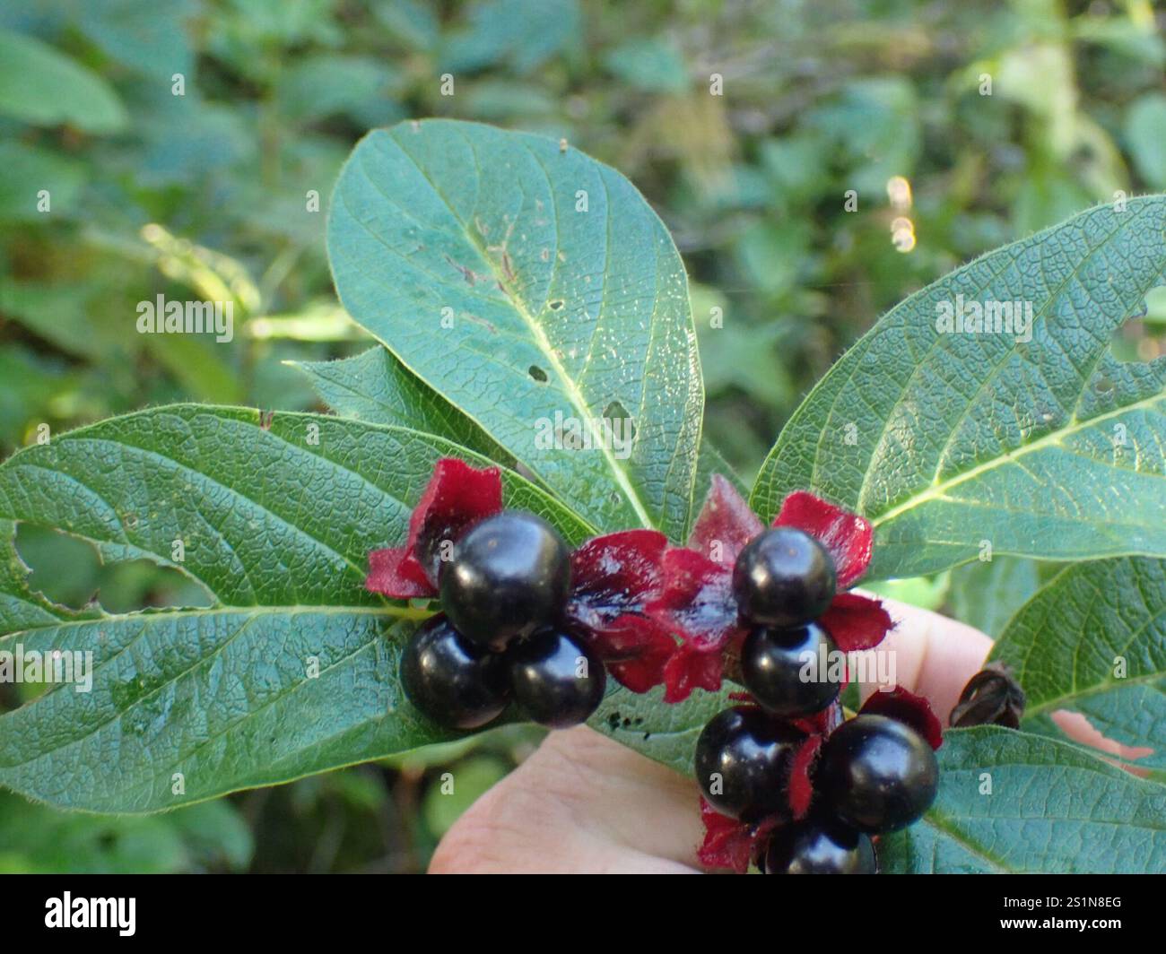 twinberry honeysuckle (Lonicera involucrata Stock Photo - Alamy