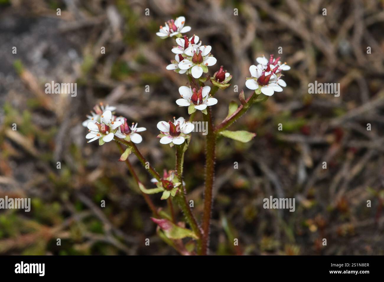 Western Saxifrage (Micranthes occidentalis Stock Photo - Alamy