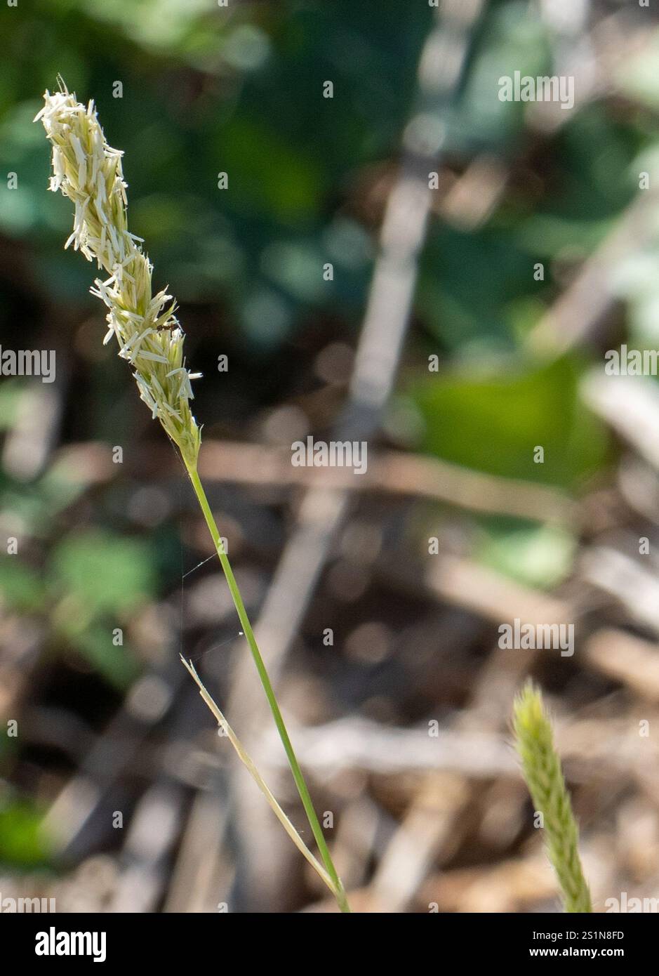 Black-grass (Alopecurus myosuroides Stock Photo - Alamy
