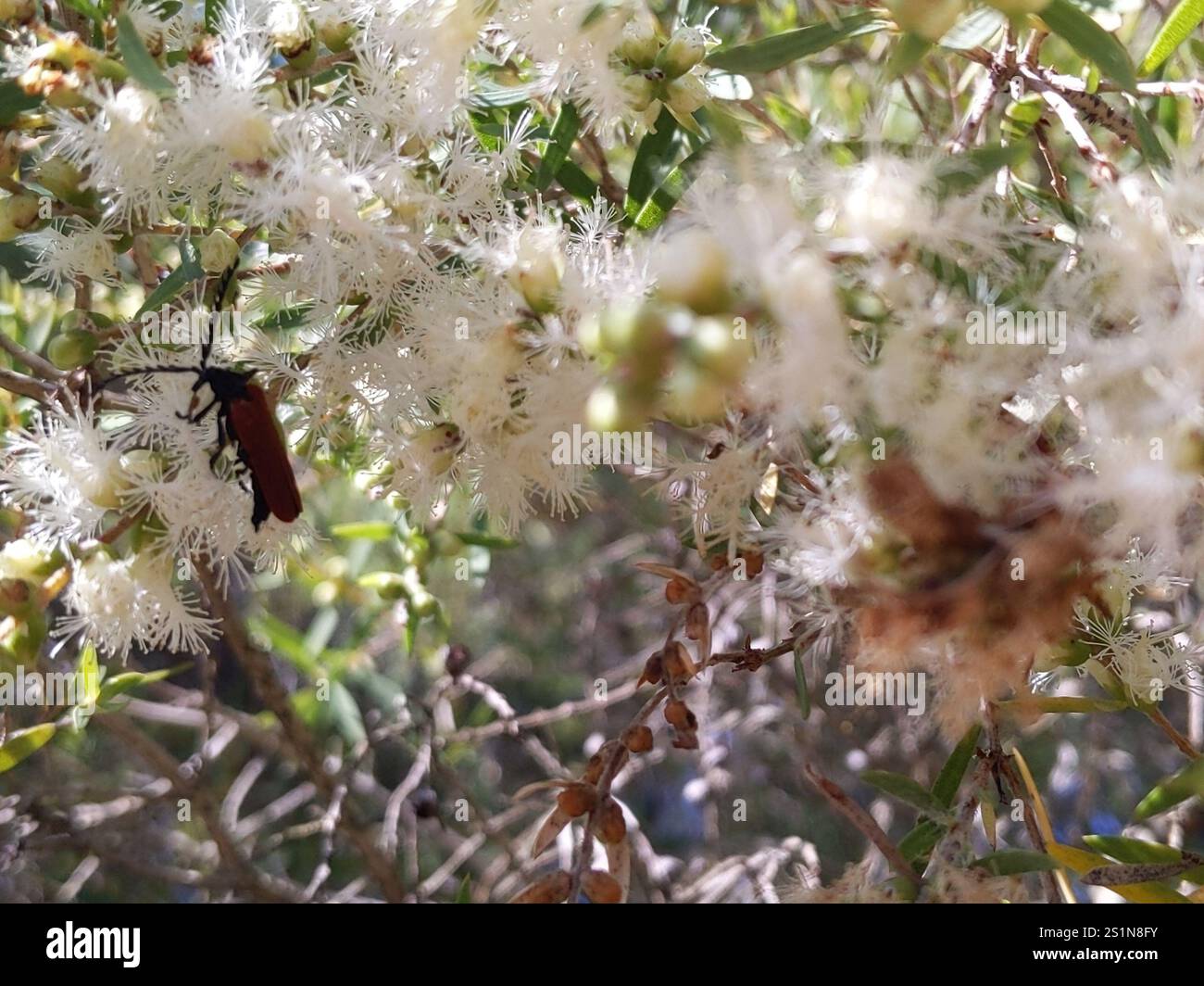 Long-nosed Lycid Beetle (Porrostoma rhipidium Stock Photo - Alamy