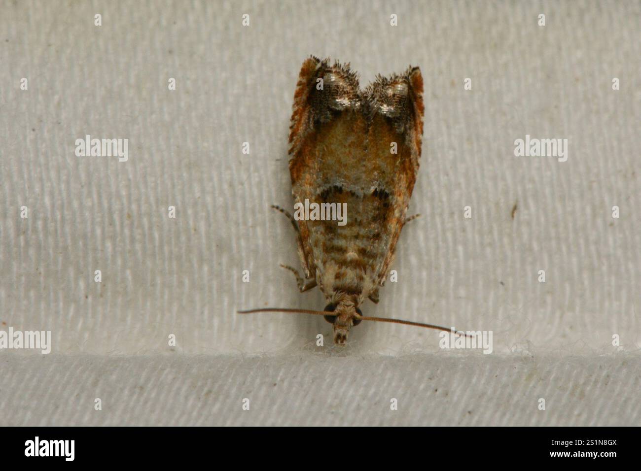 Olethreutine Leafroller Moths (Olethreutinae Stock Photo - Alamy