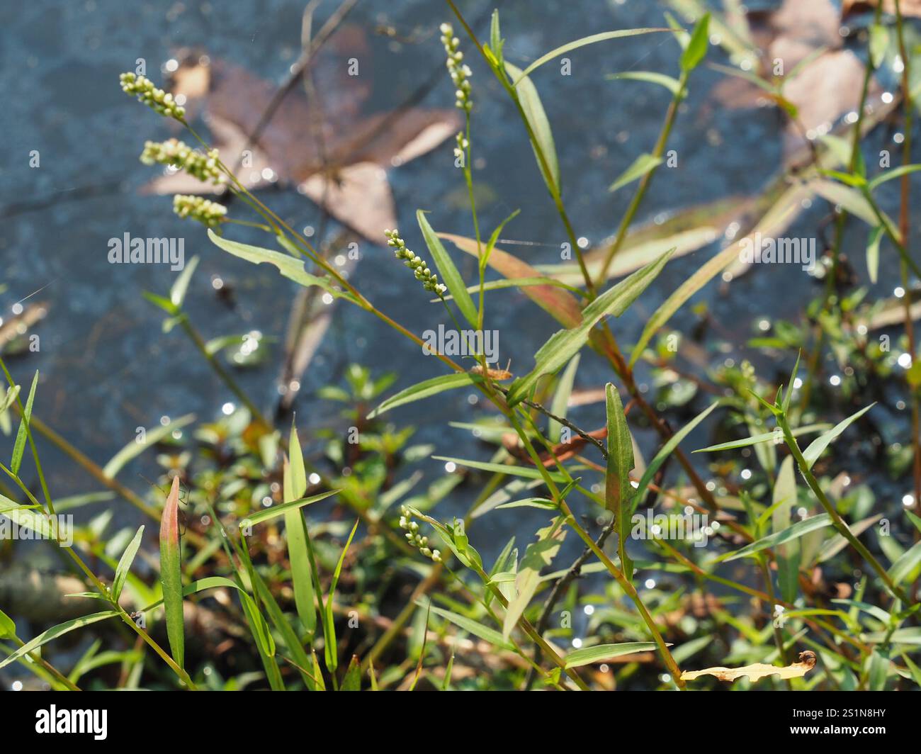 swamp smartweed (Persicaria hydropiperoides Stock Photo - Alamy