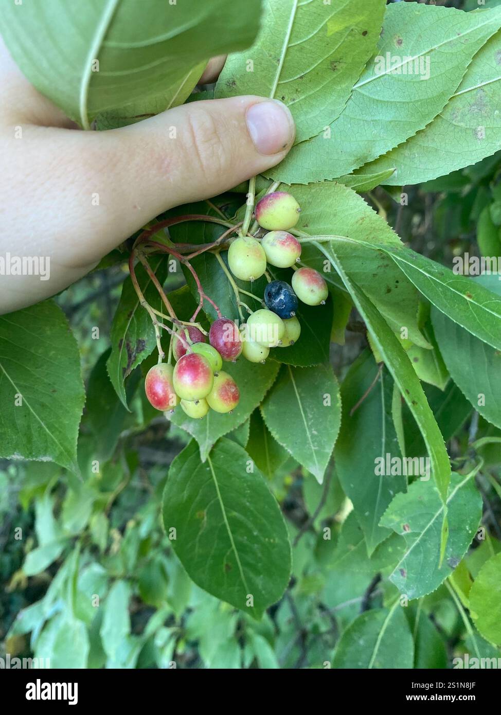 nannyberry (Viburnum lentago Stock Photo - Alamy