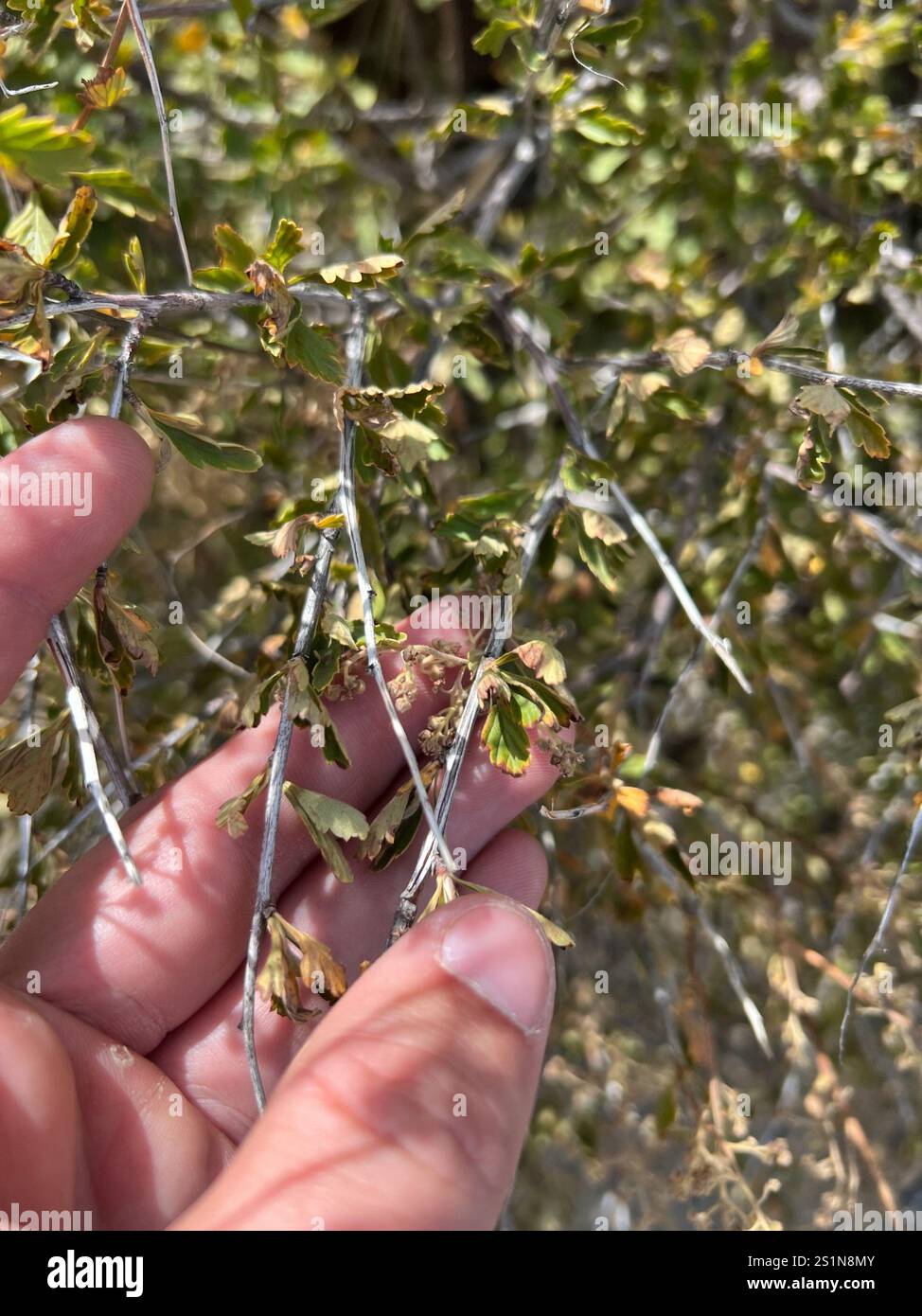 Alderleaf Mountain Mahogany (Cercocarpus montanus Stock Photo - Alamy