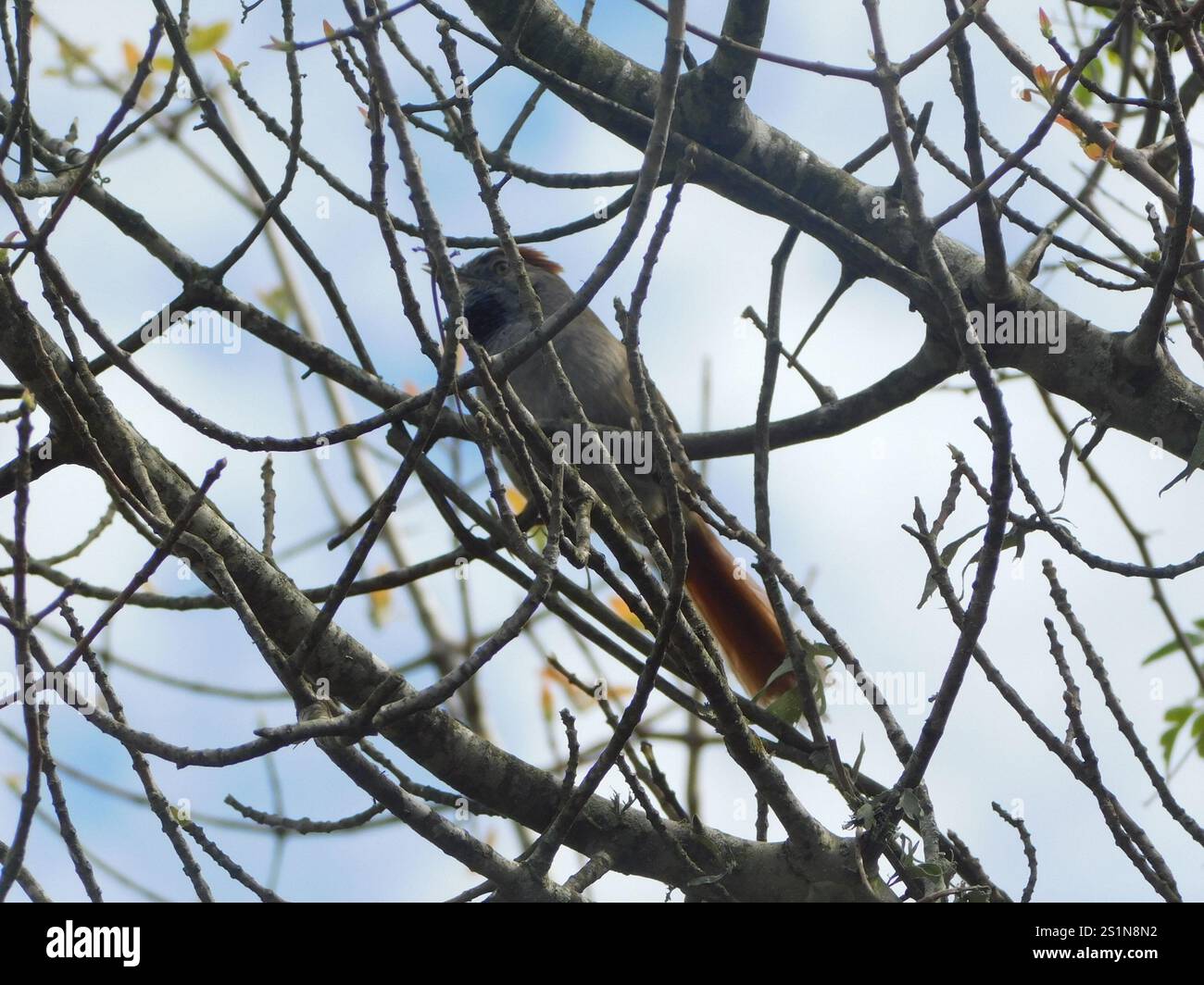 Sooty-fronted Spinetail (Synallaxis frontalis Stock Photo - Alamy