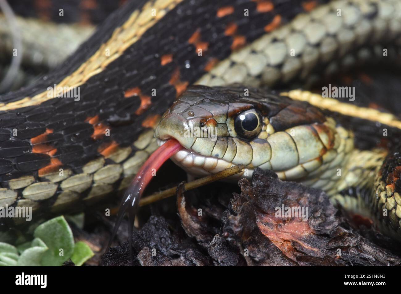 Common Garter Snake (Thamnophis sirtalis Stock Photo - Alamy