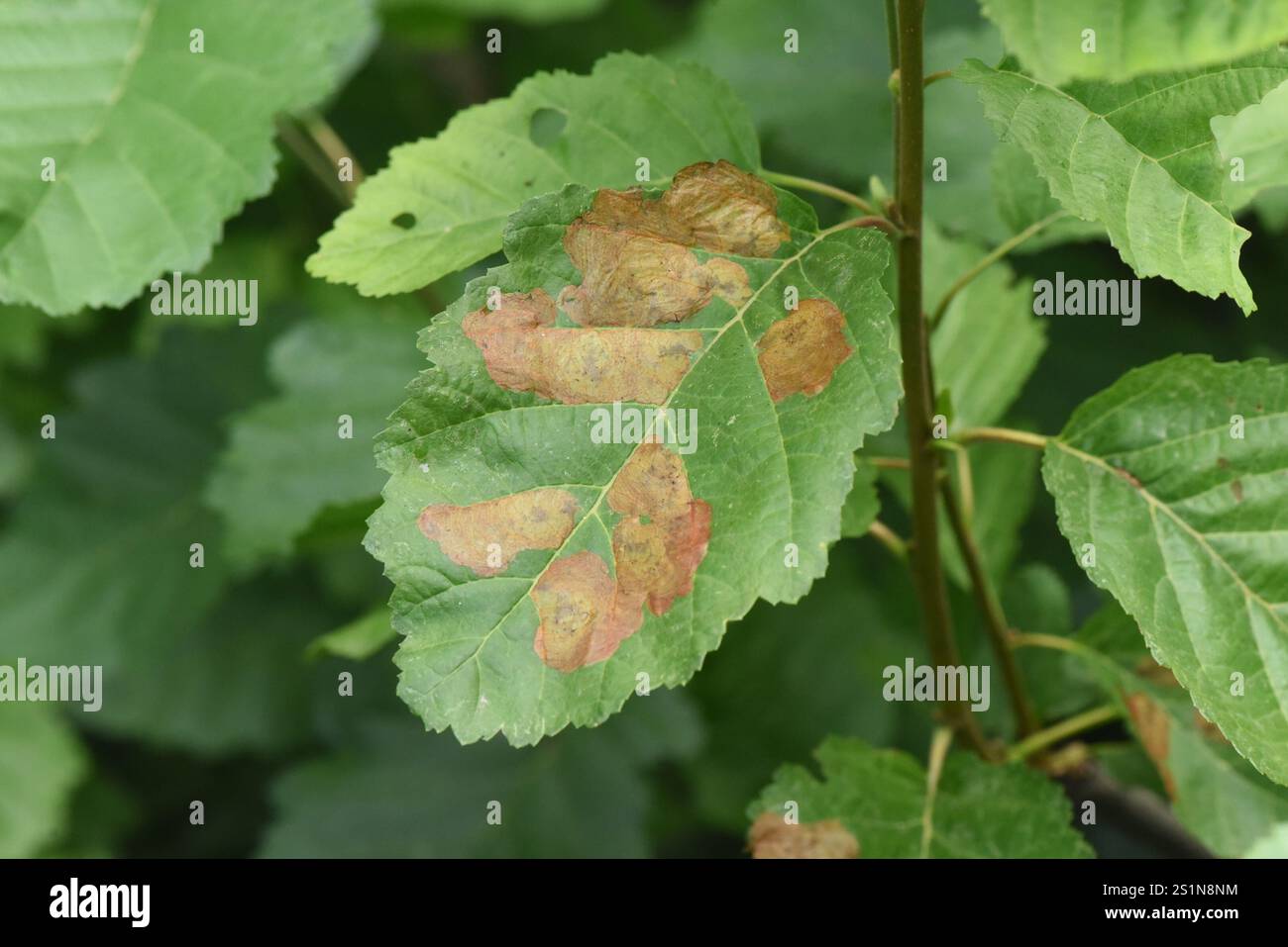 Winged and Once-winged Insects (Pterygota Stock Photo - Alamy
