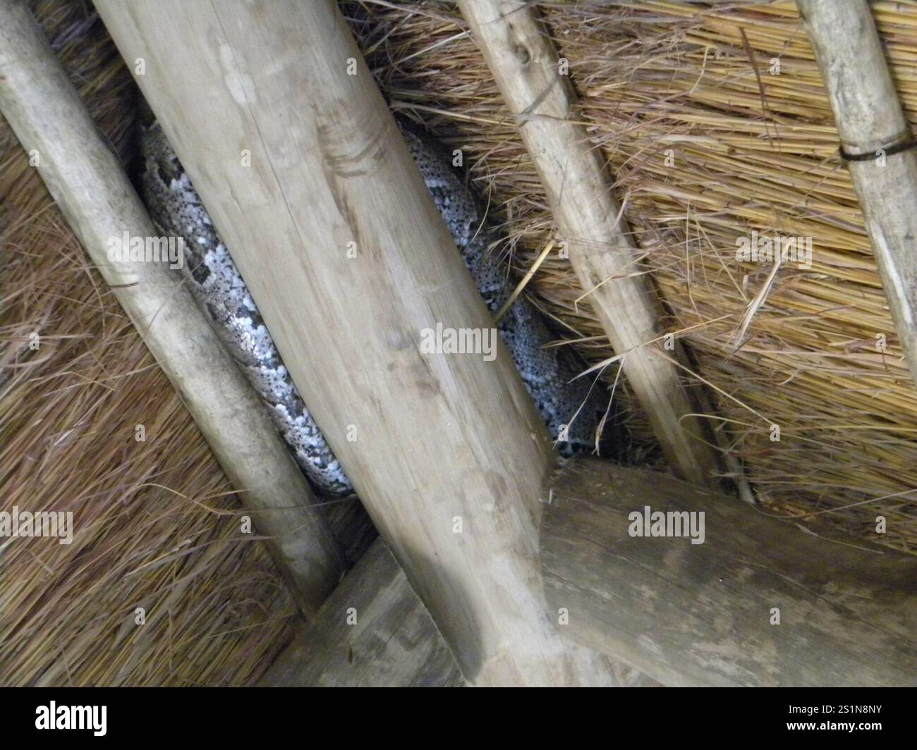 Southern African Python (Python natalensis Stock Photo - Alamy