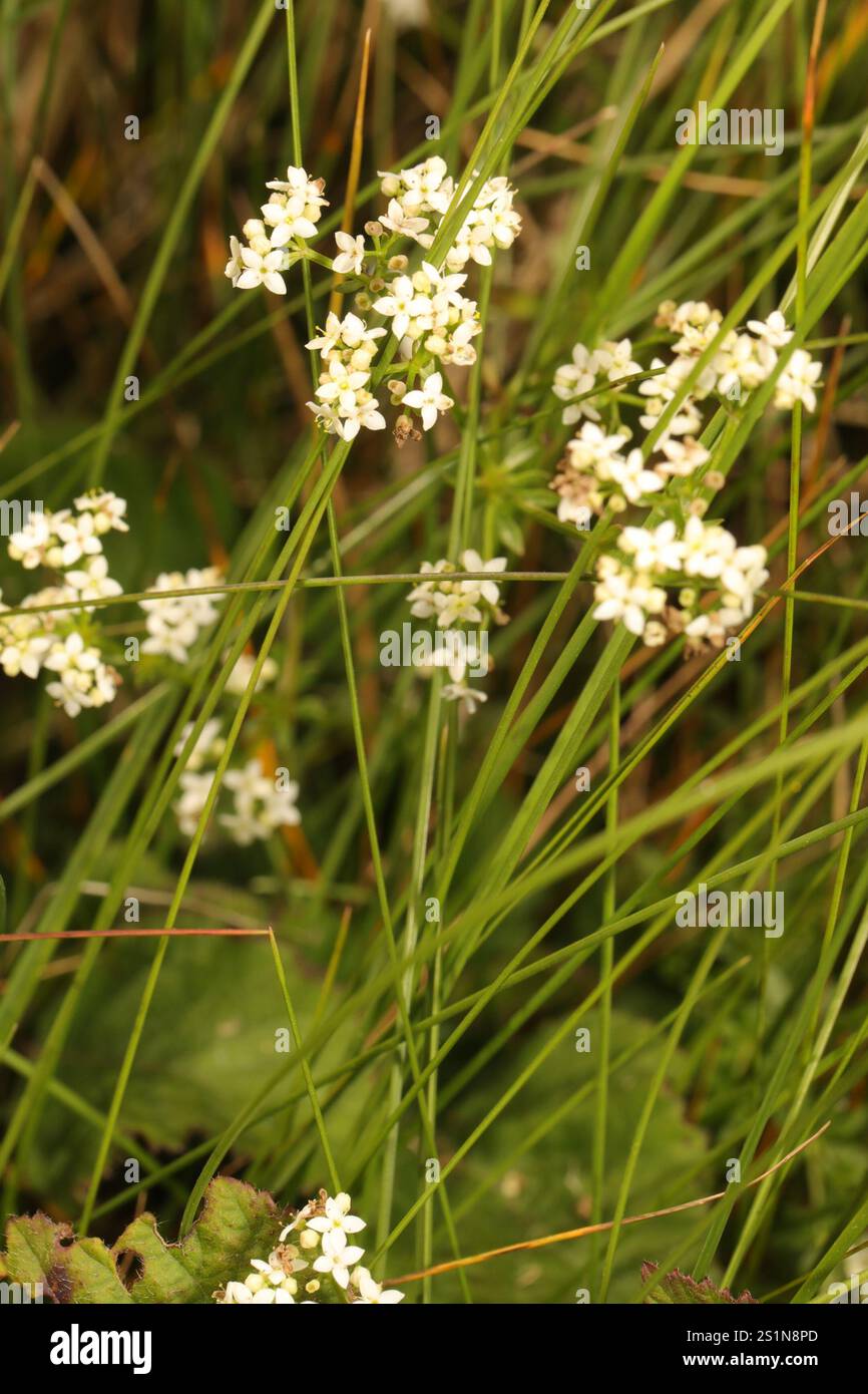 Heath Bedstraw (Galium saxatile Stock Photo - Alamy