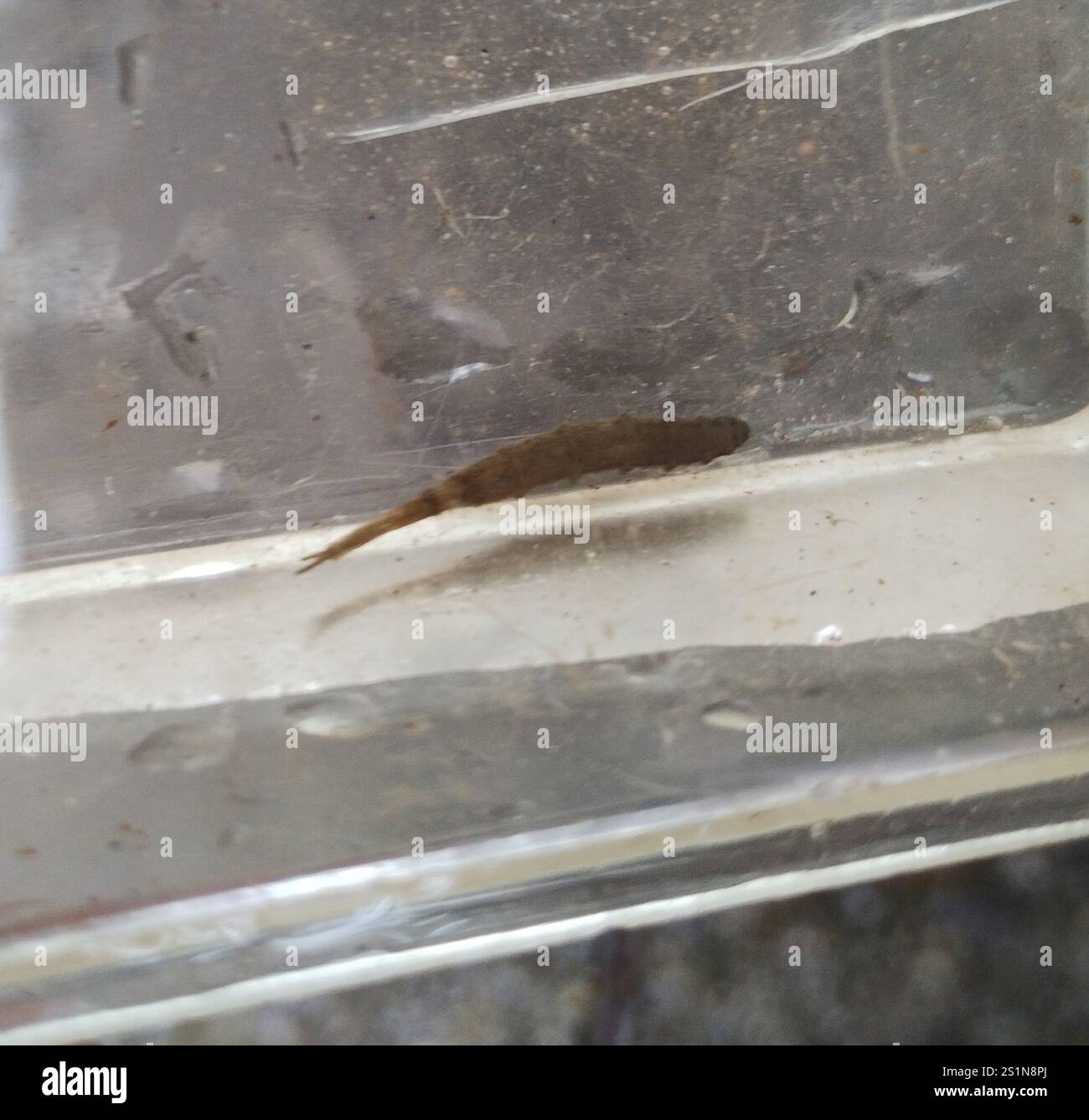 Phantom Crane Flies (Ptychopteridae Stock Photo - Alamy