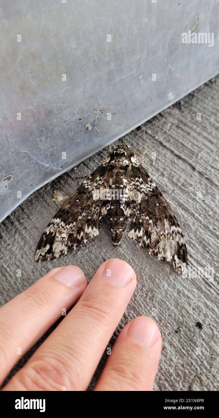 Rustic Sphinx (Manduca rustica Stock Photo - Alamy