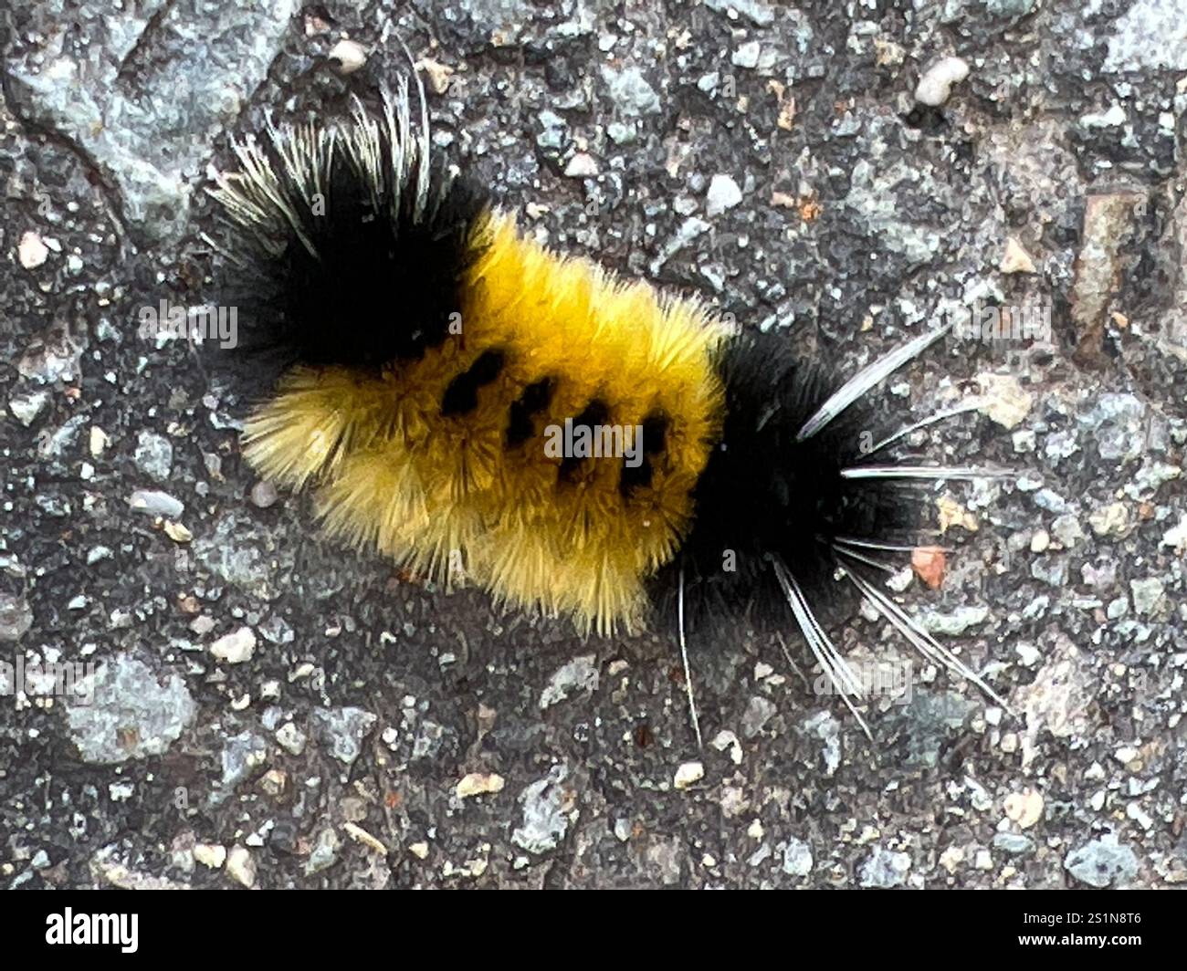 Spotted Tussock Moth (Lophocampa maculata Stock Photo - Alamy