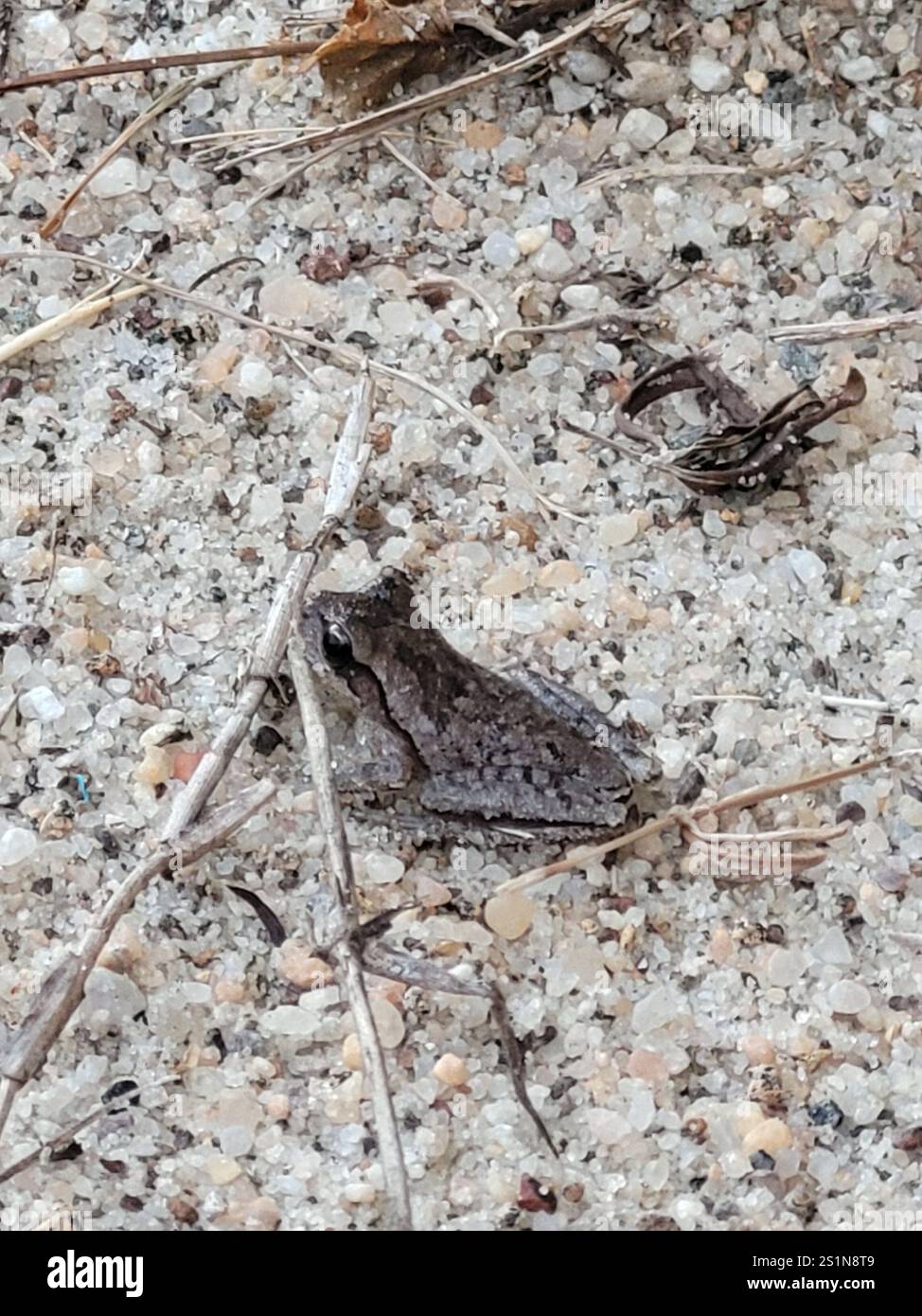 Pine Woods Tree Frog (Hyla femoralis Stock Photo - Alamy