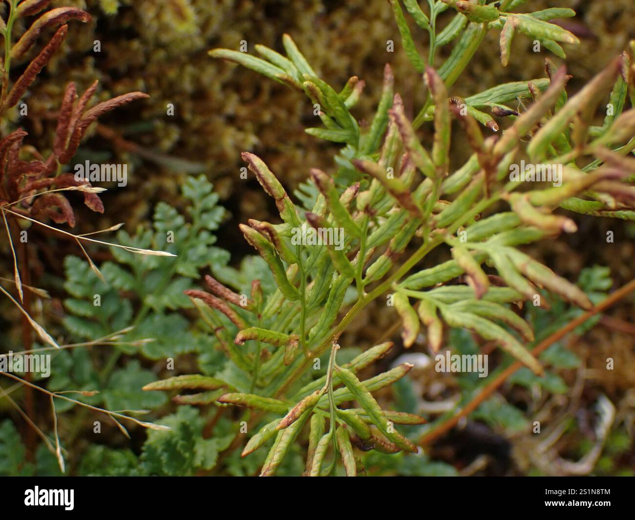 American parsley fern (Cryptogramma acrostichoides Stock Photo - Alamy