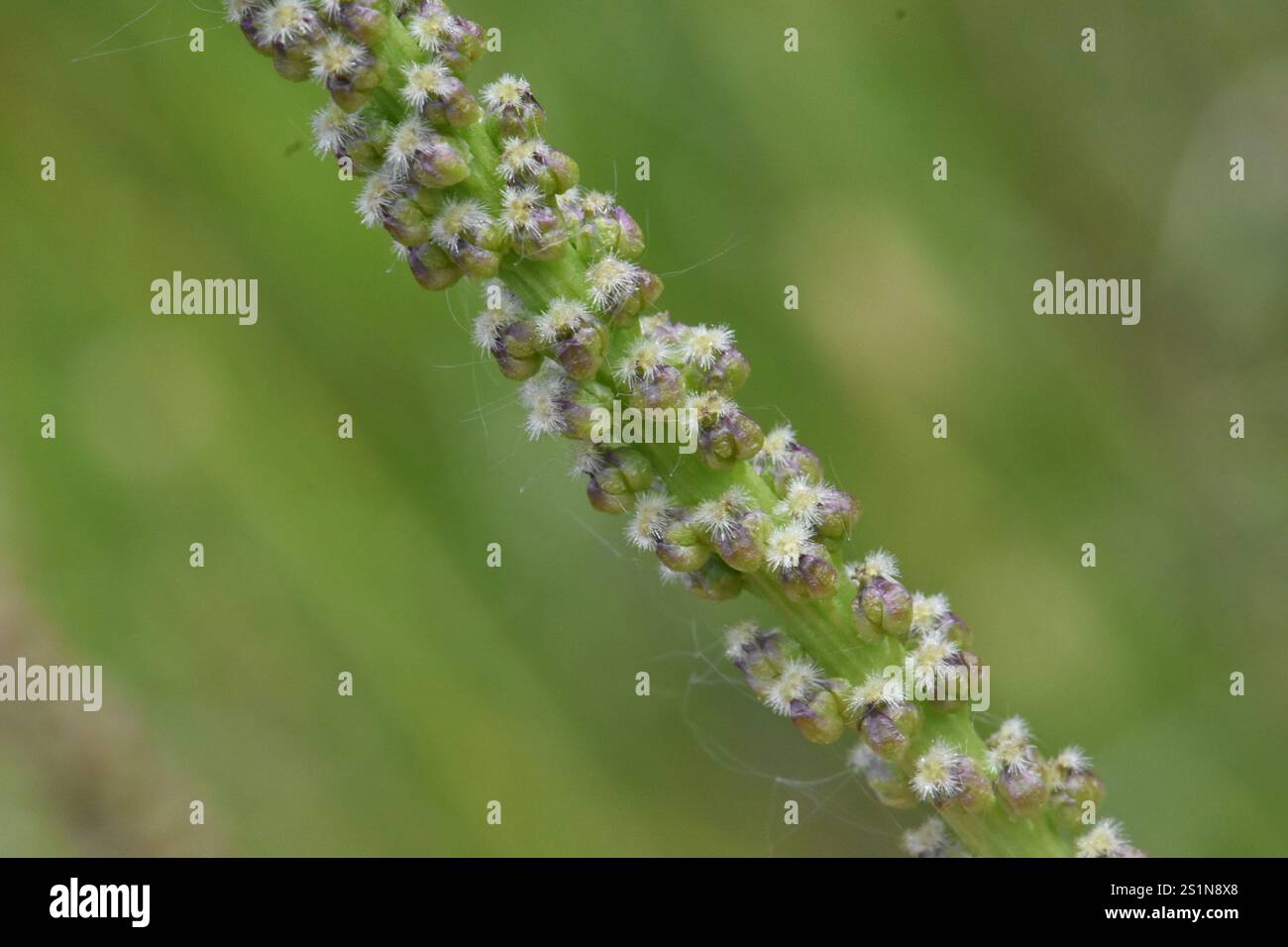 common arrowgrass (Triglochin maritima Stock Photo - Alamy