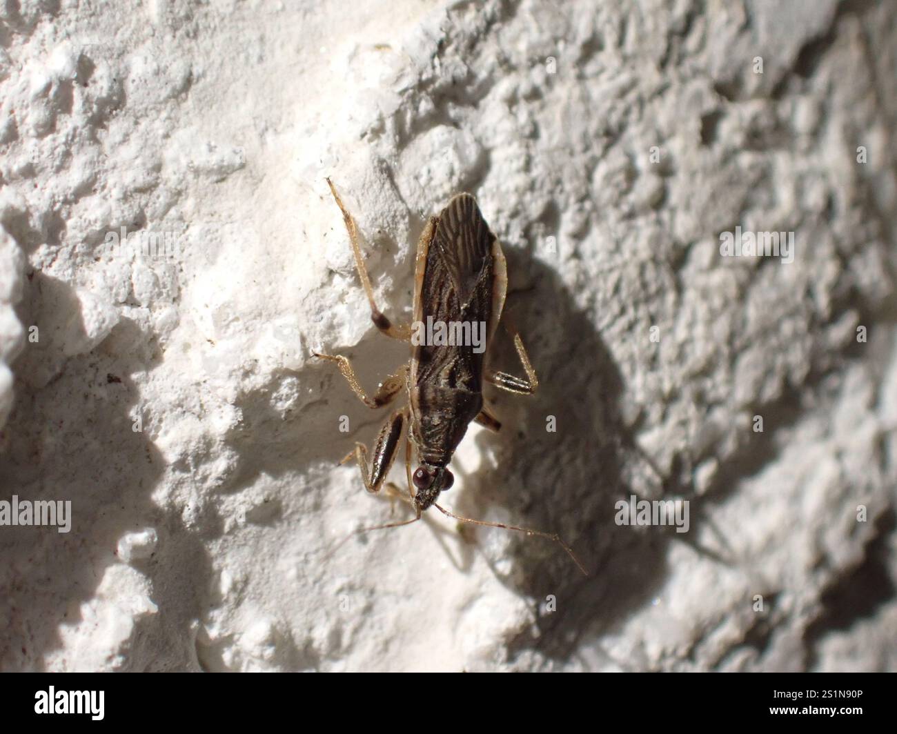 Grey Damsel Bug (Himacerus major Stock Photo - Alamy