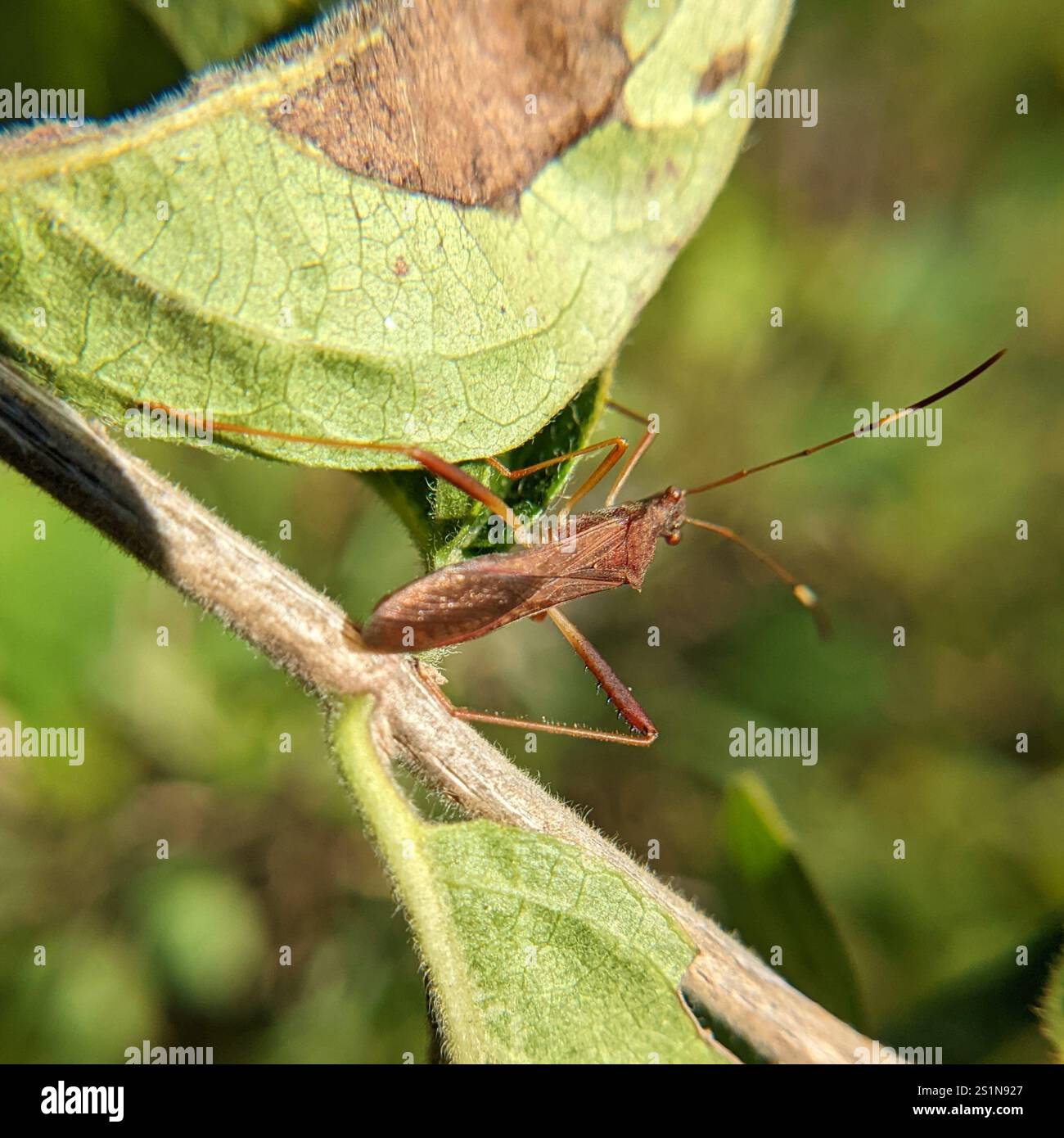 Lupine Bug (Megalotomus quinquespinosus Stock Photo - Alamy