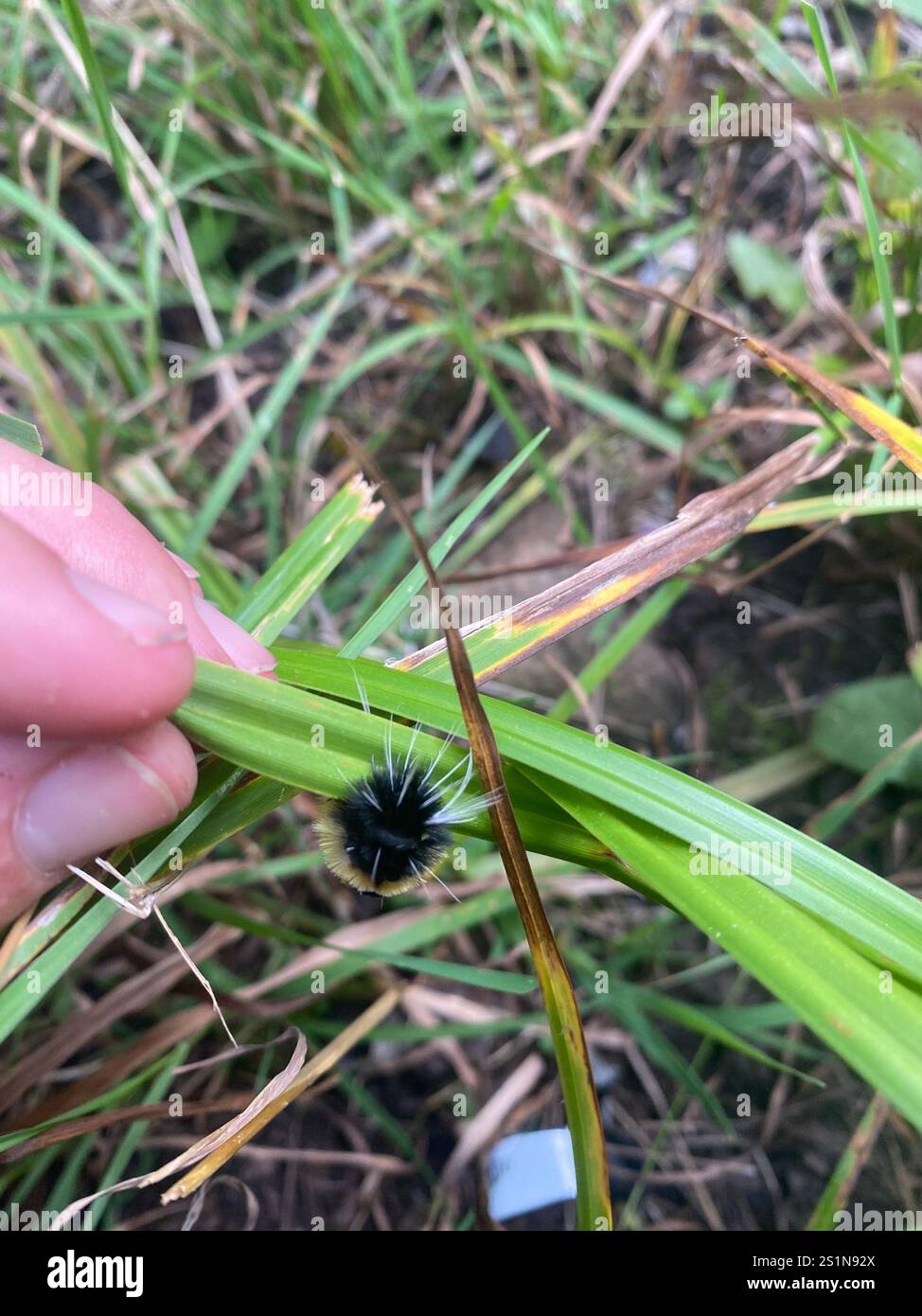 Spotted Tussock Moth (Lophocampa maculata Stock Photo - Alamy