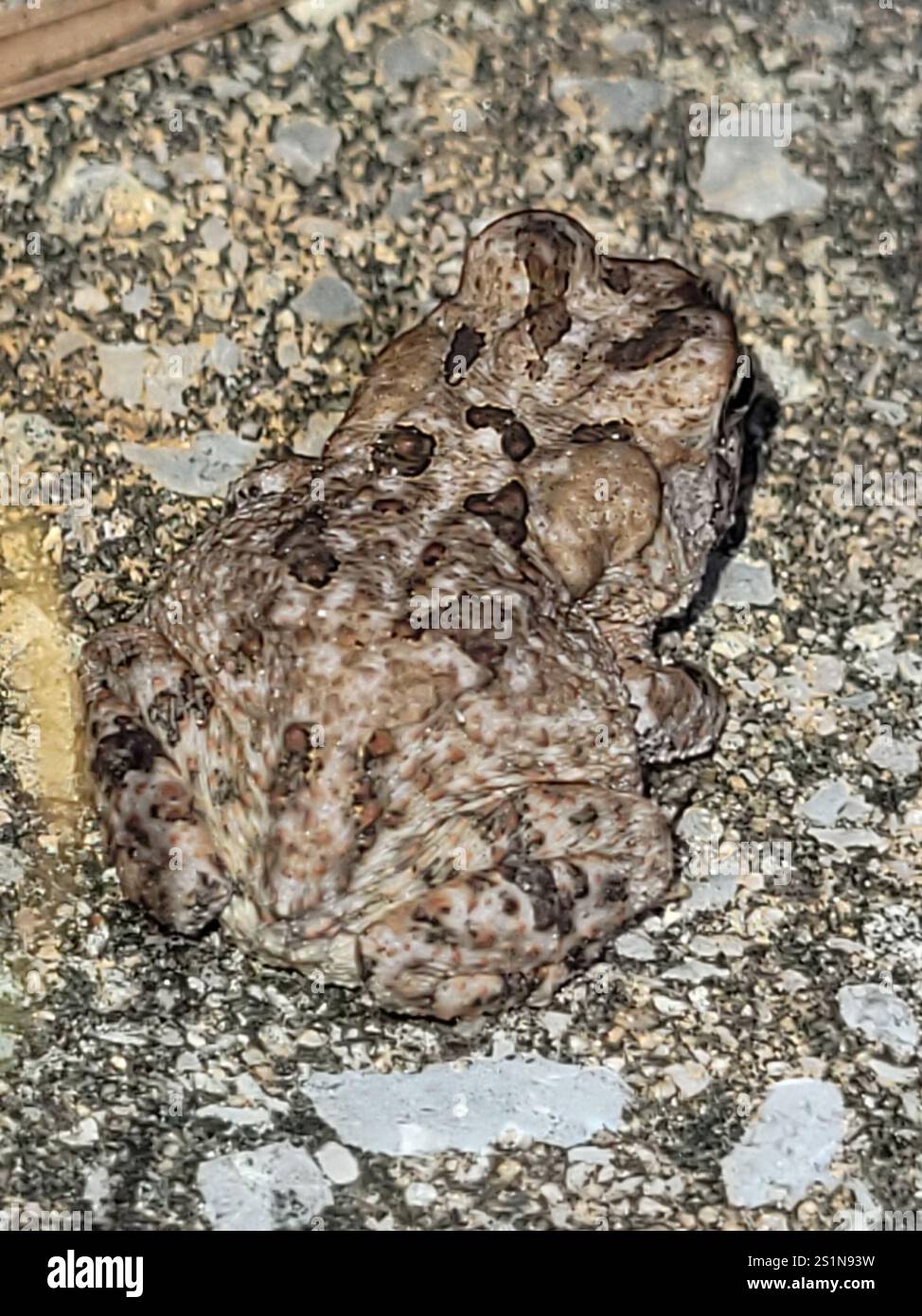 Southern Toad (Anaxyrus terrestris Stock Photo - Alamy