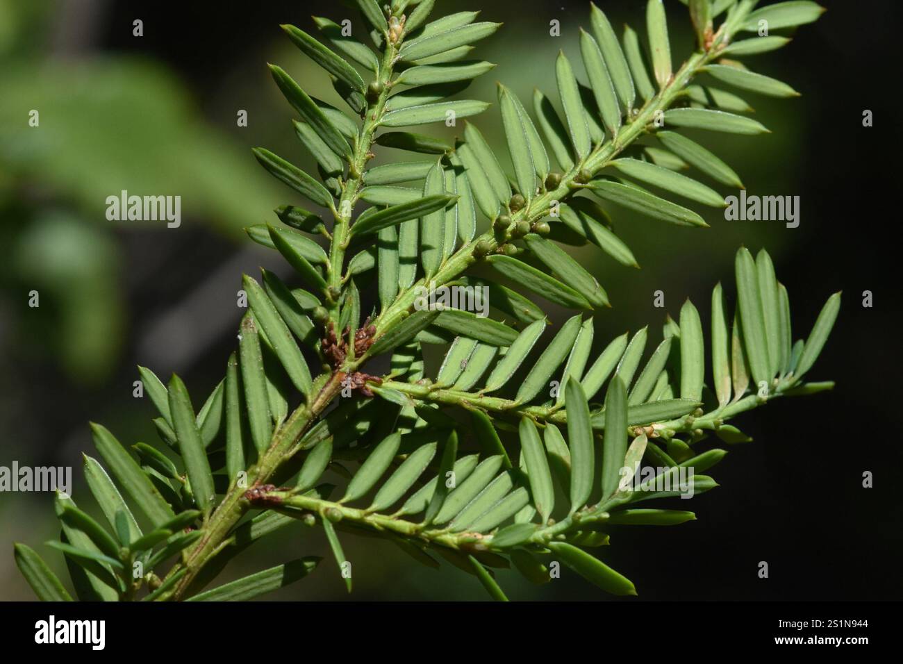 Pacific yew (Taxus brevifolia Stock Photo - Alamy
