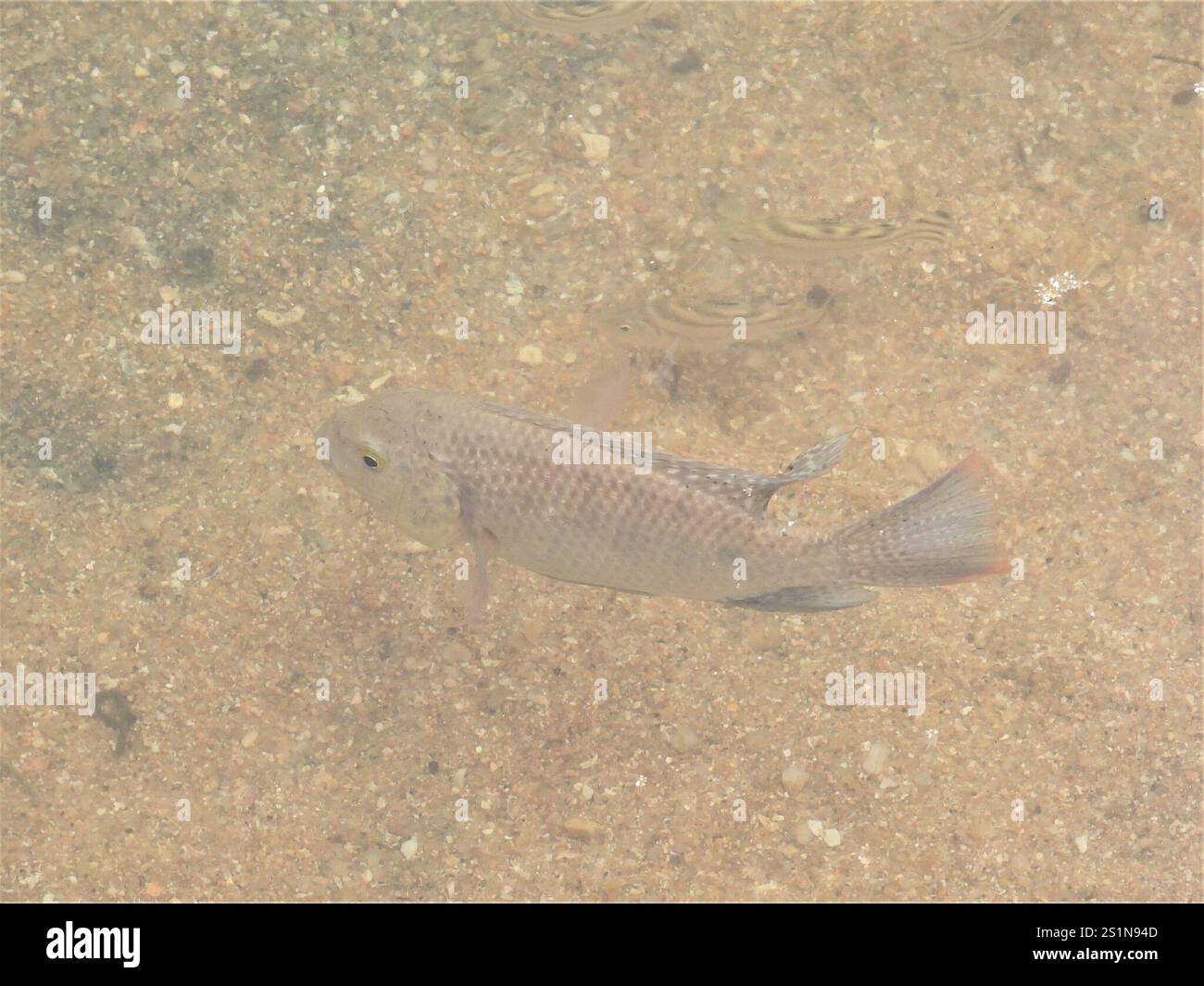 Mozambique Tilapia (Oreochromis mossambicus Stock Photo - Alamy