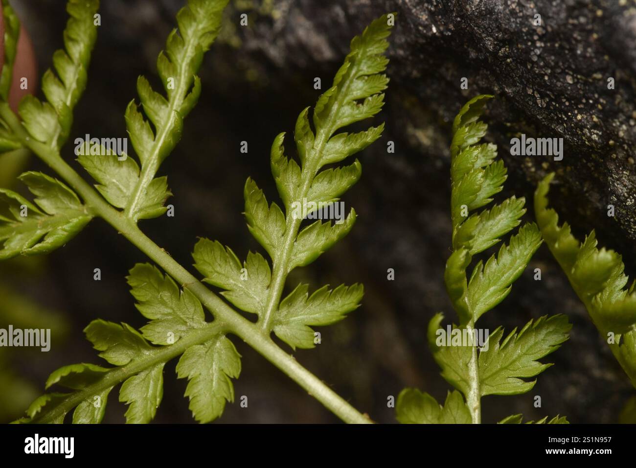 spreading wood fern (Dryopteris expansa Stock Photo - Alamy