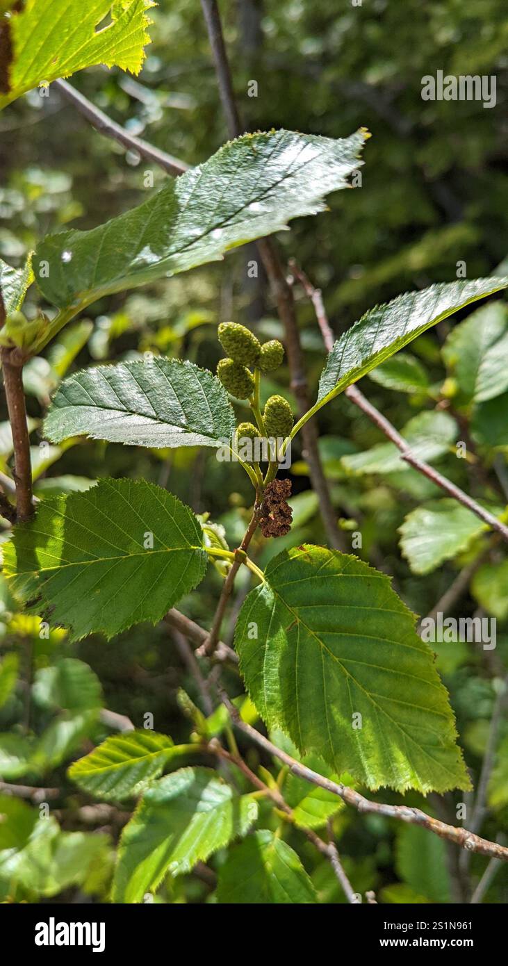 green alder (Alnus alnobetula Stock Photo - Alamy