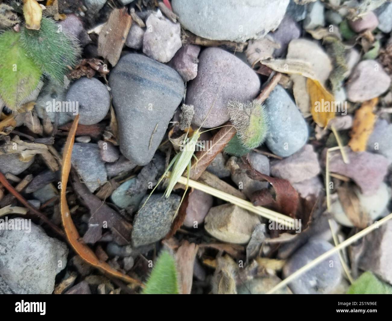 Four-spotted Tree Cricket (Oecanthus quadripunctatus Stock Photo - Alamy