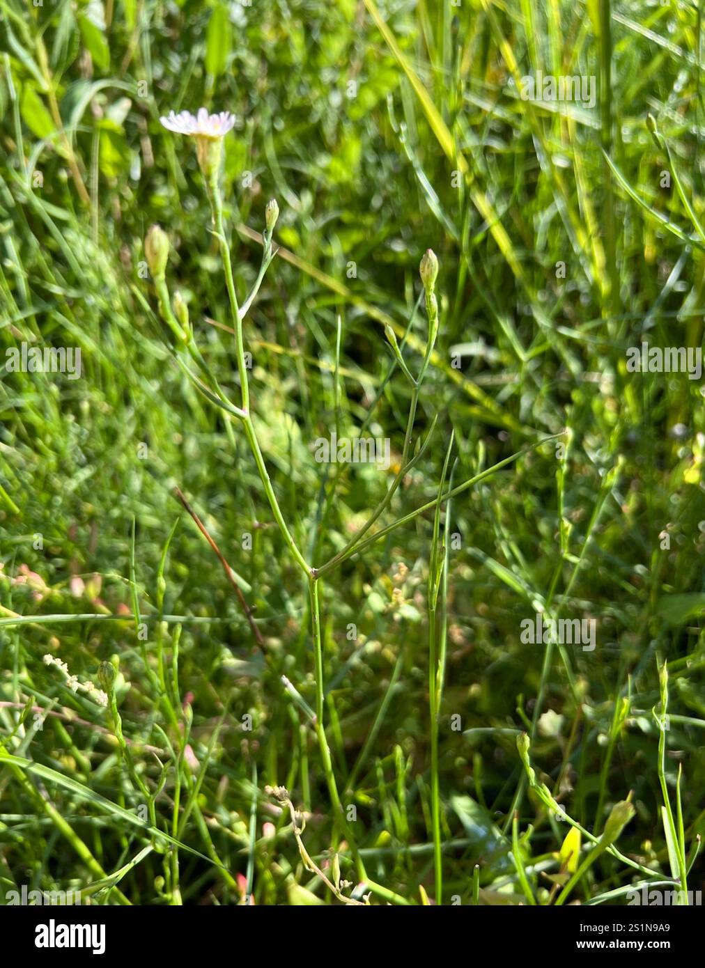 Perennial Saltmarsh Aster (Symphyotrichum tenuifolium Stock Photo - Alamy