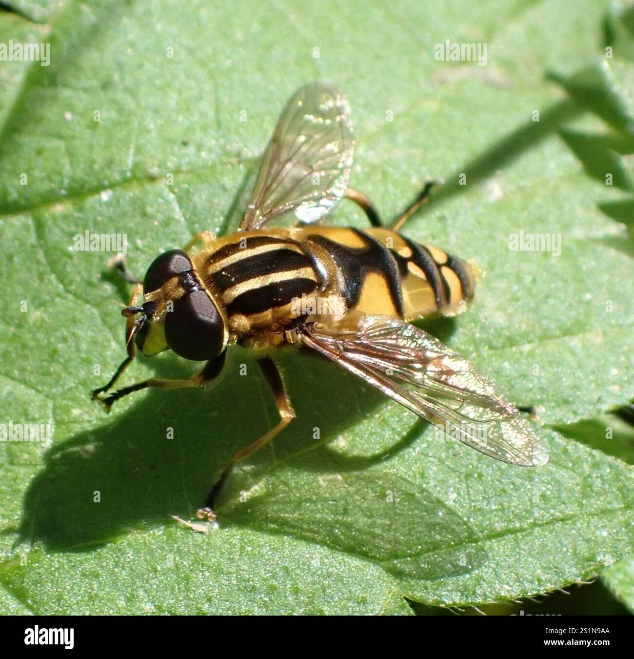 Sun Fly (Helophilus pendulus Stock Photo - Alamy