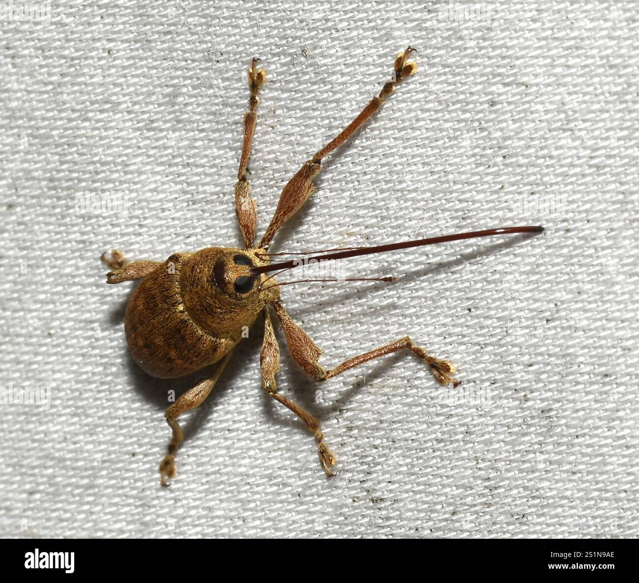 Nut and Acorn Weevils (Curculio Stock Photo - Alamy