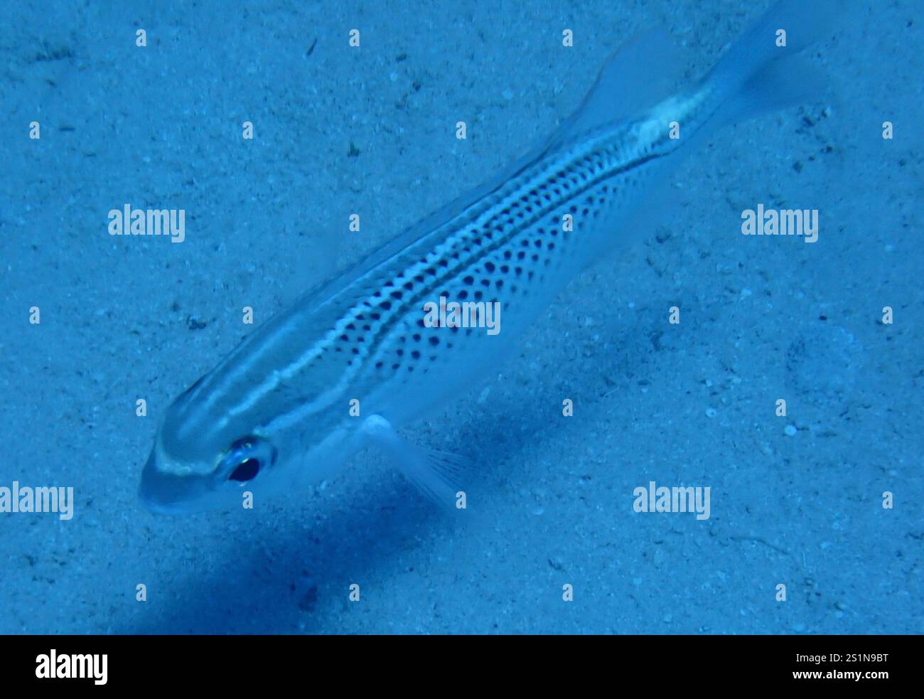Arabian Monocle Bream (Scolopsis ghanam Stock Photo - Alamy