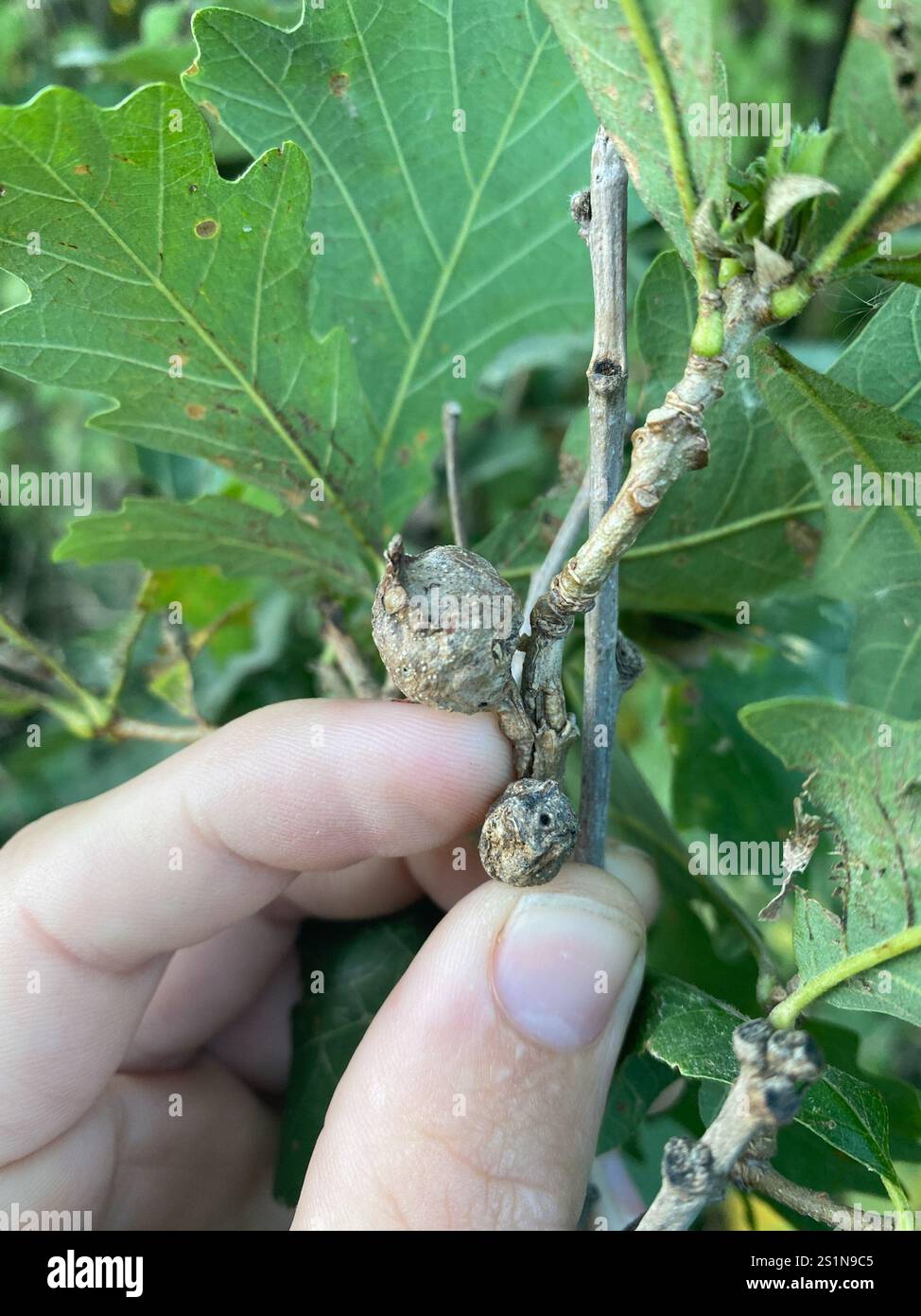 Oak Petiole Gall Wasp (Andricus quercuspetiolicola Stock Photo - Alamy