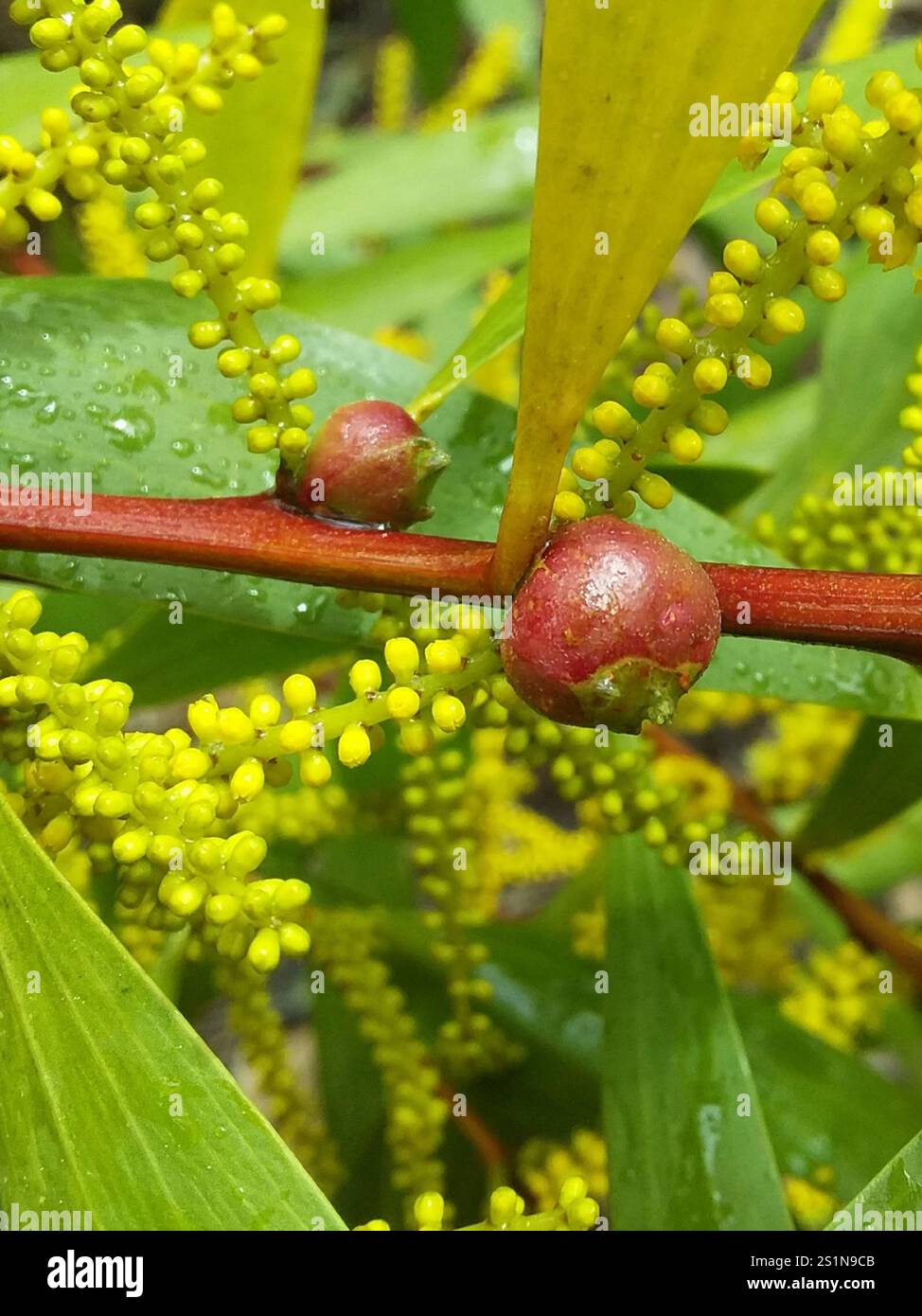 Longleaf Wattle Gall Wasp (Trichilogaster acaciaelongifoliae Stock ...