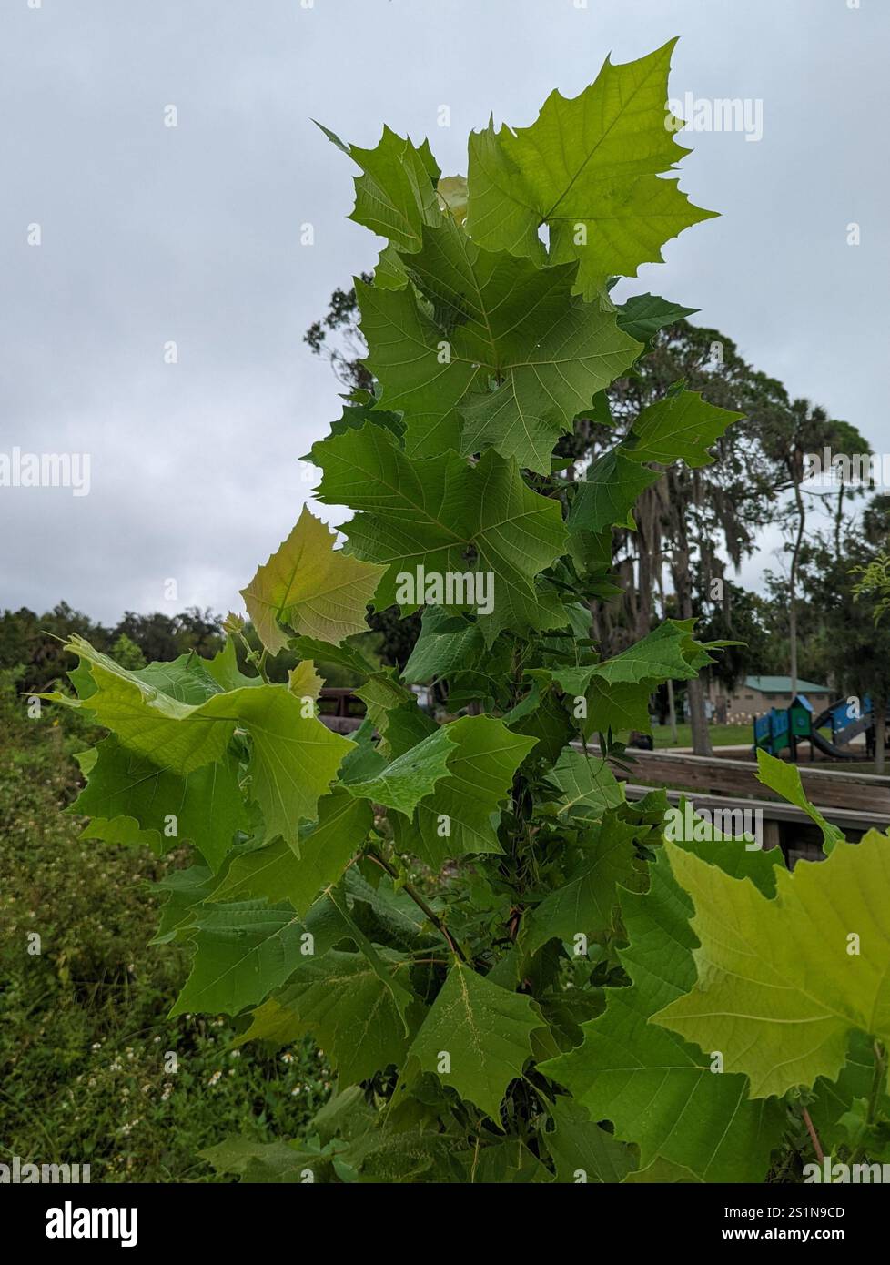American sycamore (Platanus occidentalis Stock Photo - Alamy