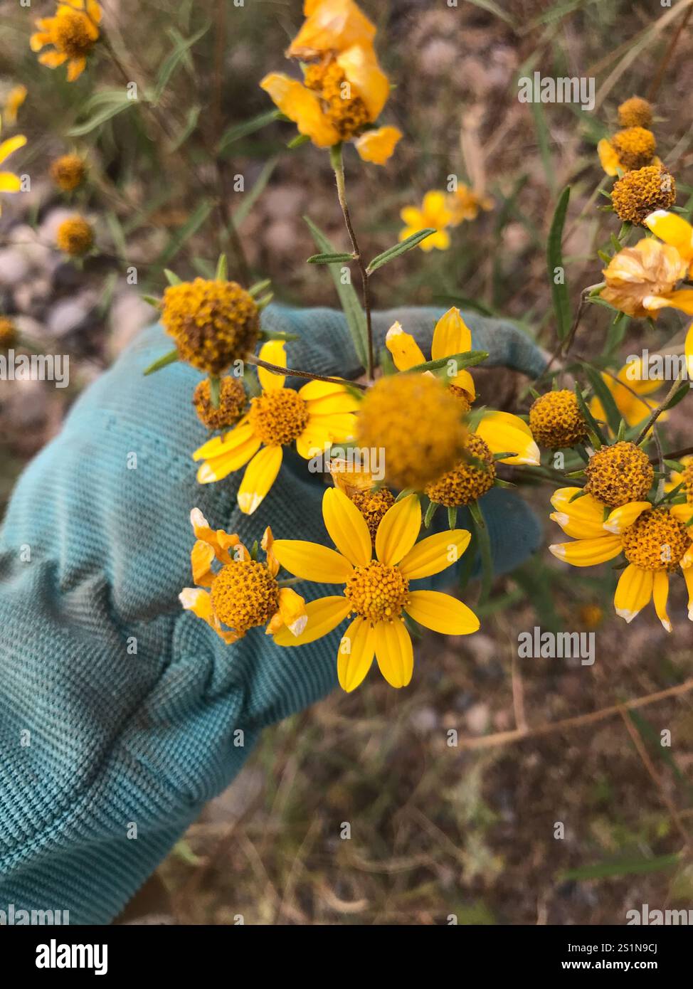 showy goldeneye (Heliomeris multiflora Stock Photo - Alamy