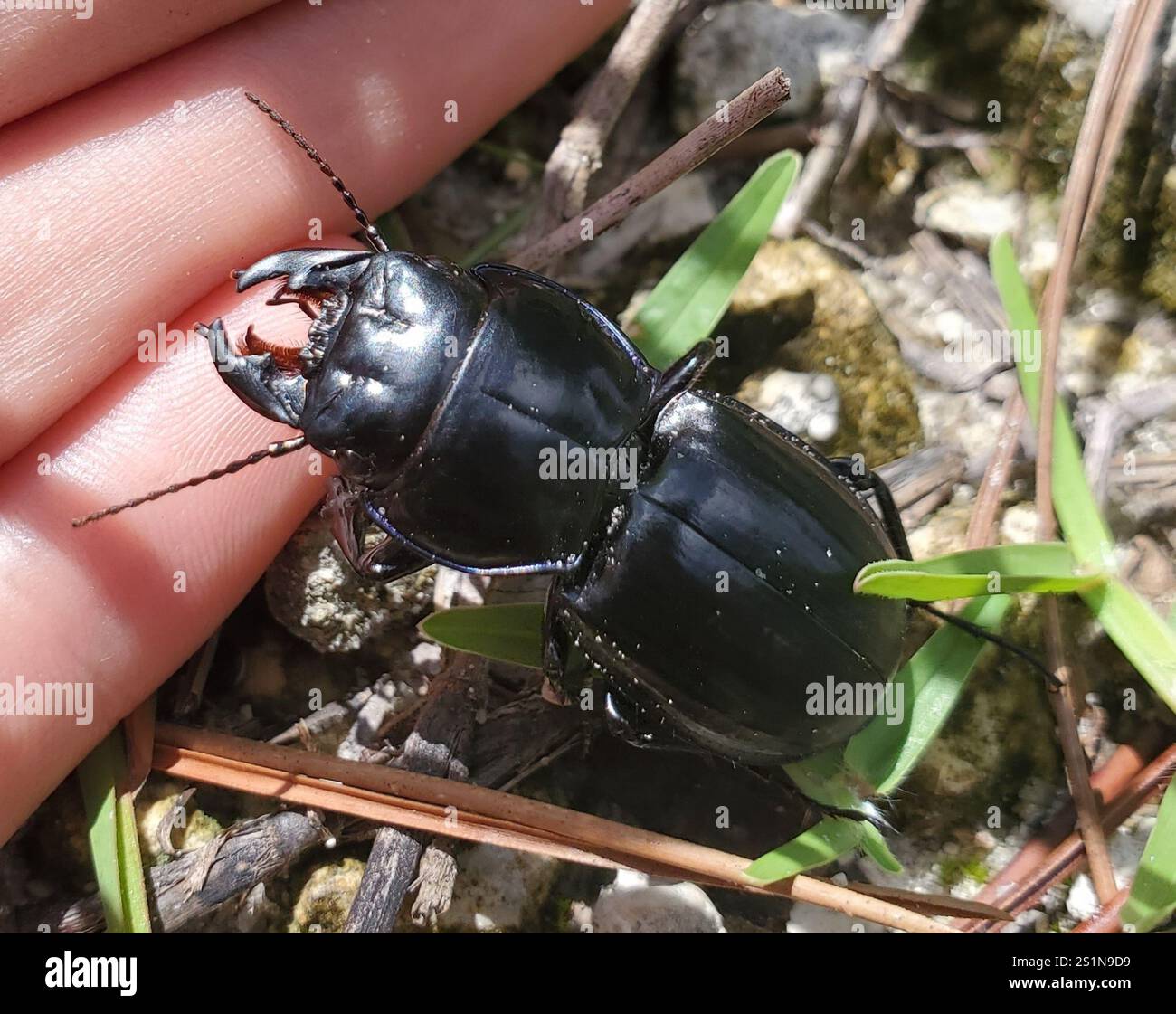 Moderately Sulcate Warrior Beetle (Pasimachus subsulcatus Stock Photo ...