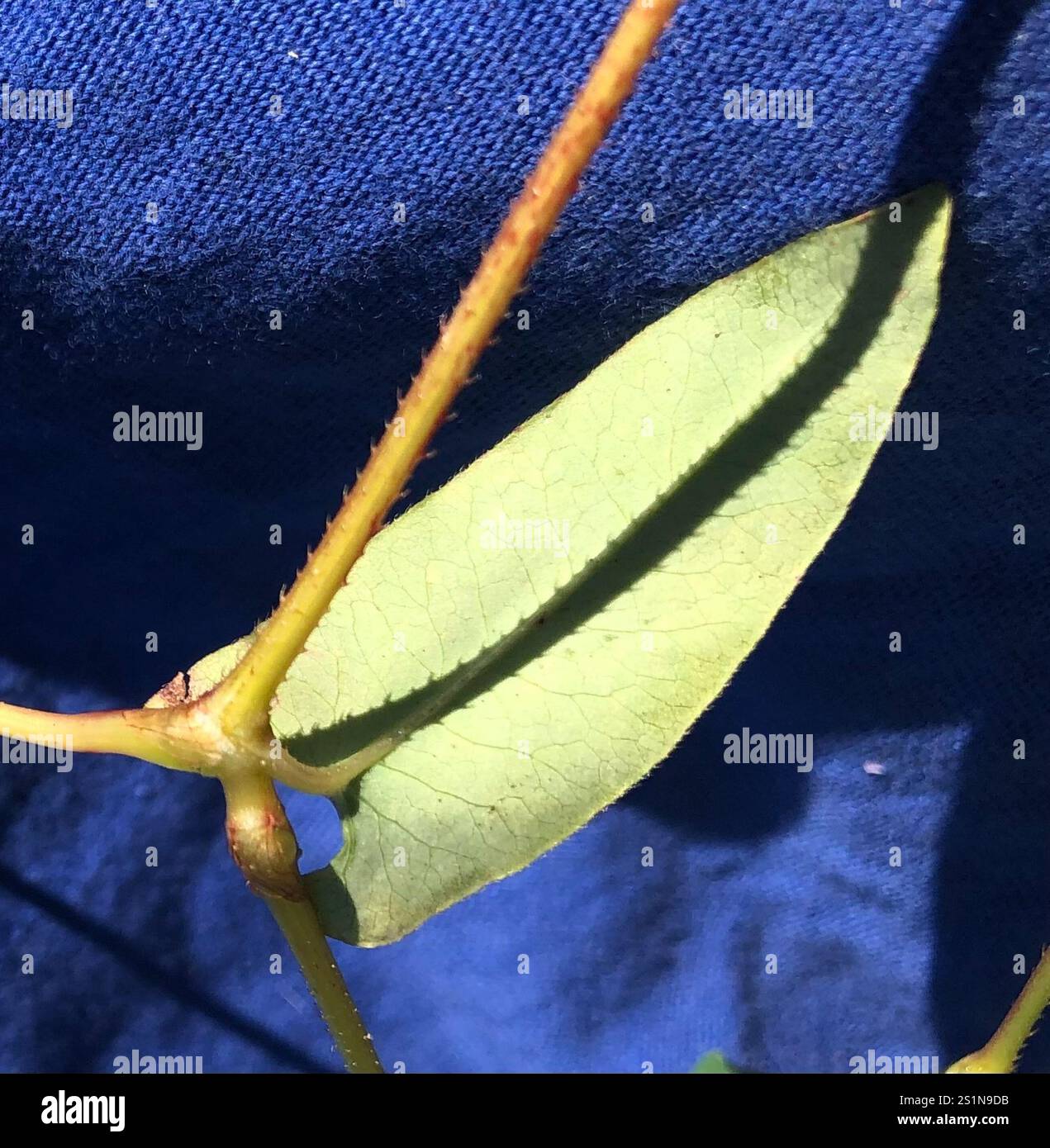 arrow-leaved tearthumb (Persicaria sagittata Stock Photo - Alamy