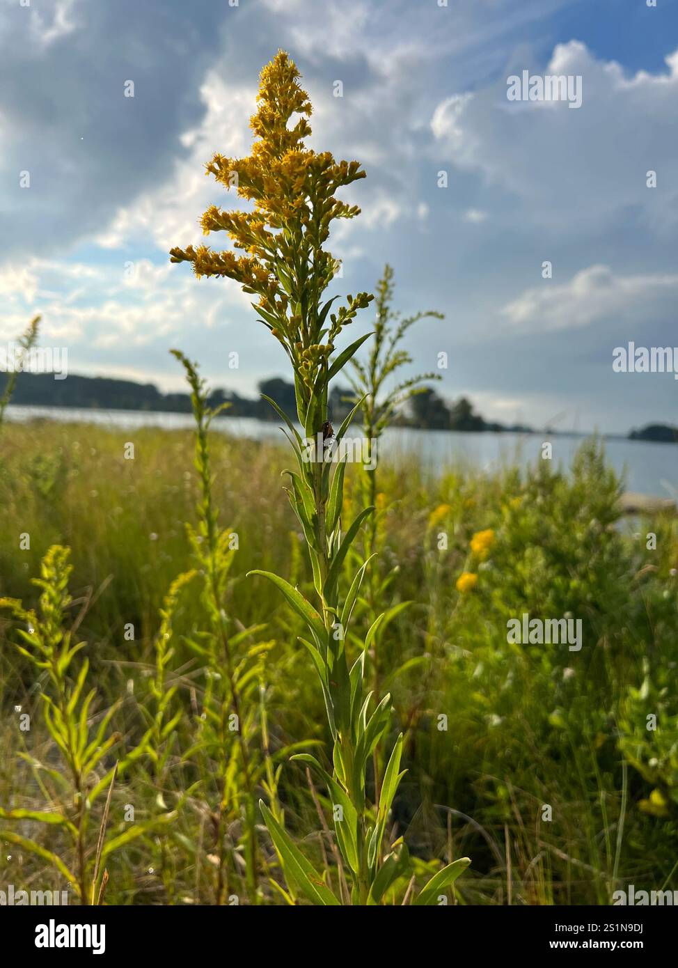 northern seaside goldenrod (Solidago sempervirens Stock Photo - Alamy