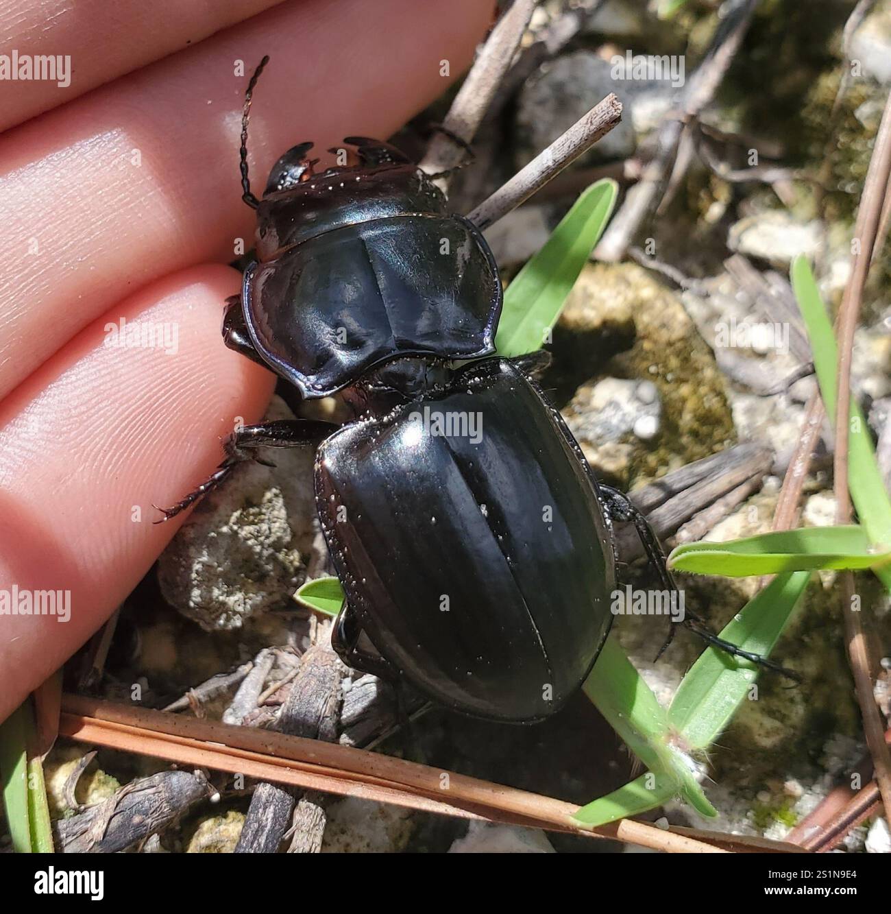 Moderately Sulcate Warrior Beetle (Pasimachus subsulcatus Stock Photo ...