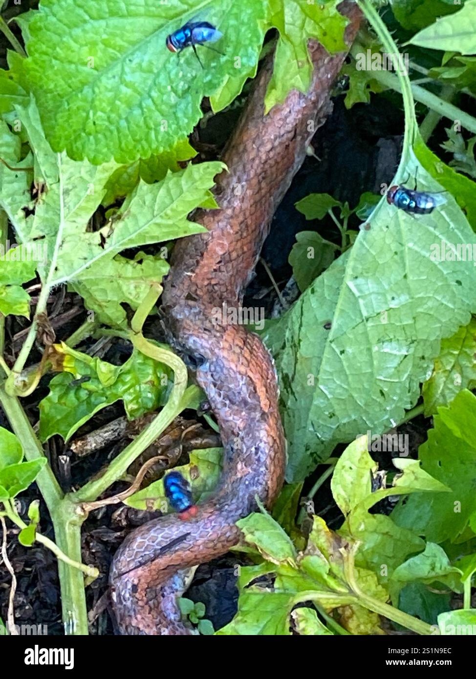 Candoia bibroni bibroni hi-res stock photography and images - Alamy