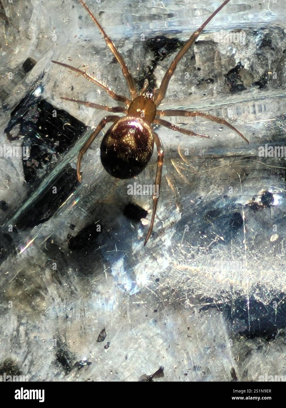 False Black Widow (Steatoda grossa Stock Photo - Alamy