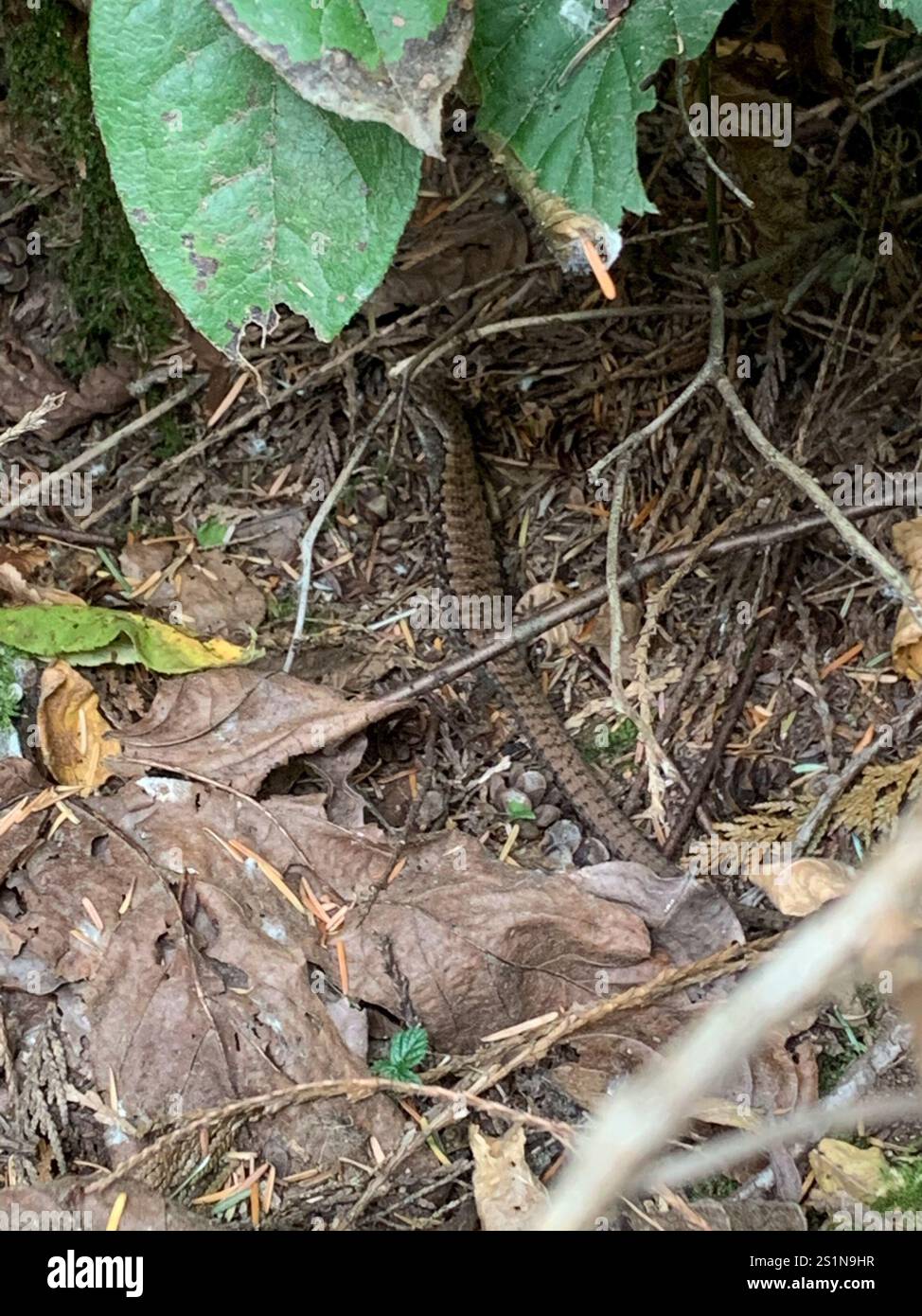 Northern Alligator Lizard (Elgaria coerulea Stock Photo - Alamy