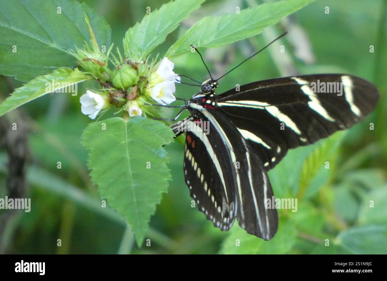 Zebra Longwing (Heliconius charithonia Stock Photo - Alamy