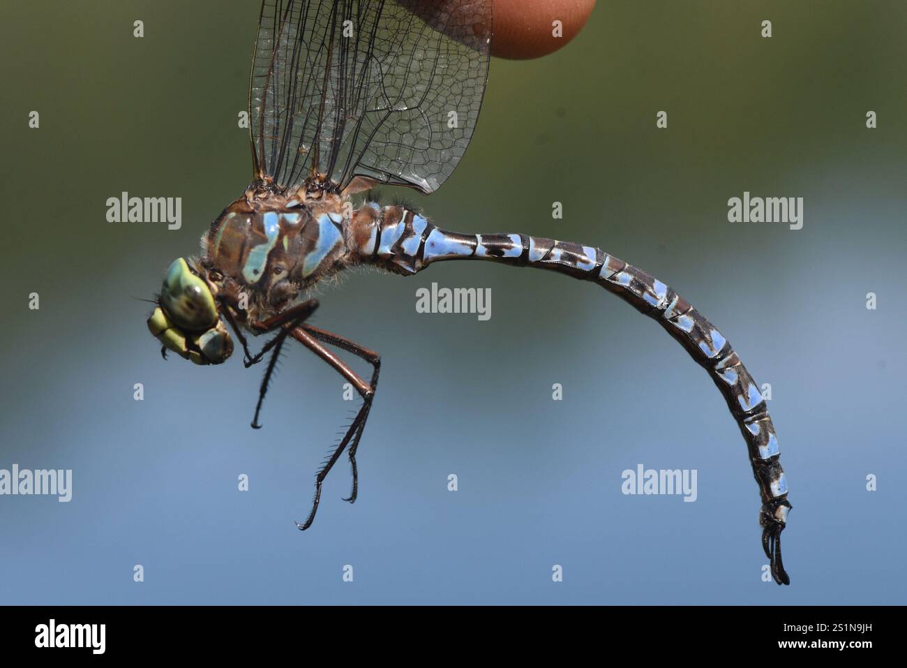 Lake Darner (Aeshna eremita Stock Photo - Alamy