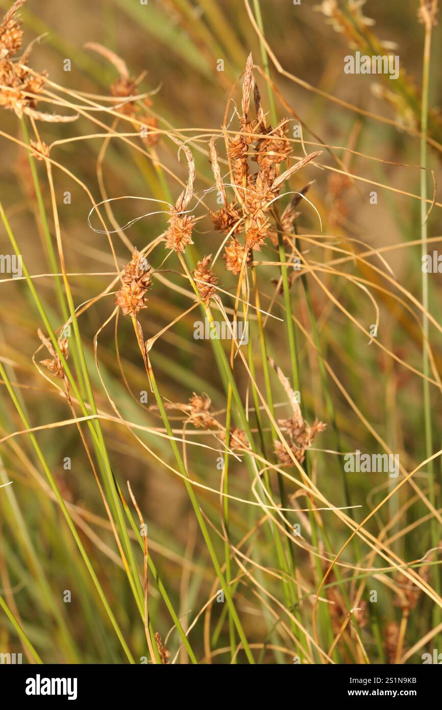 Long-bracted Sedge (Carex extensa Stock Photo - Alamy