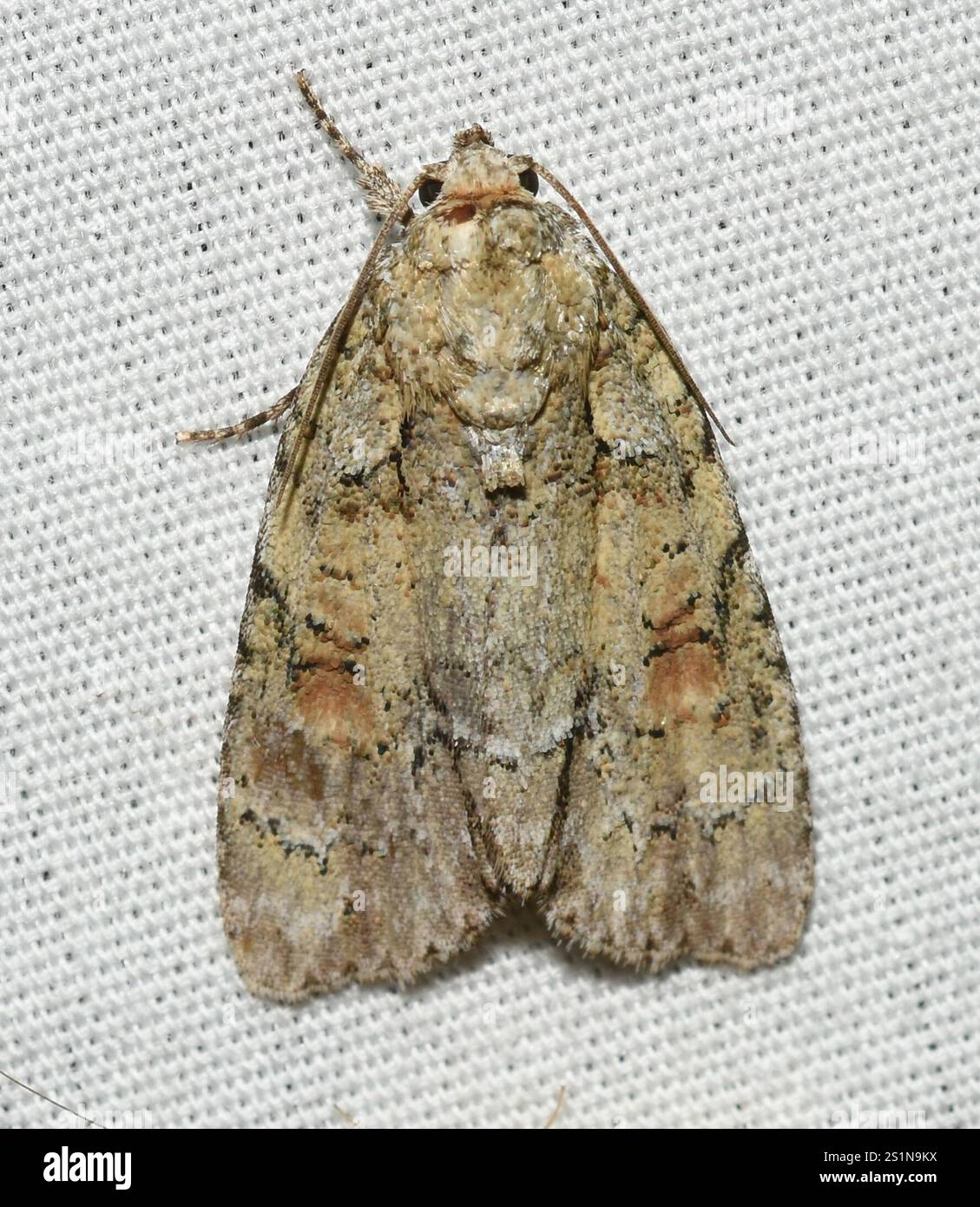 Lesser Oak Dagger (Acronicta exilis Stock Photo - Alamy