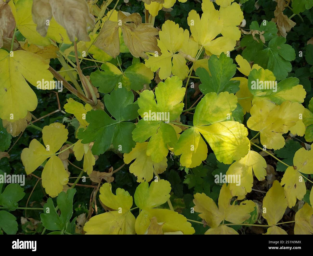Horse Caraway (Laser trilobum Stock Photo - Alamy