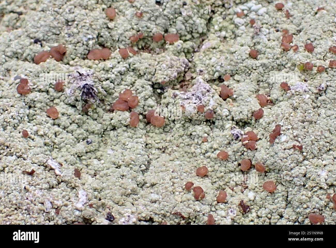 Brown Beret Lichen (Baeomyces rufus Stock Photo - Alamy