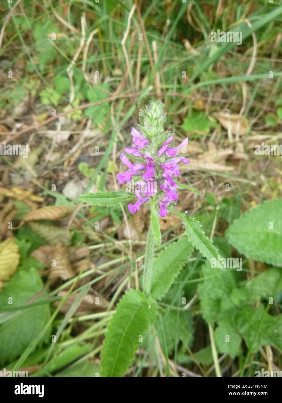common hedge-nettle (Betonica officinalis Stock Photo - Alamy